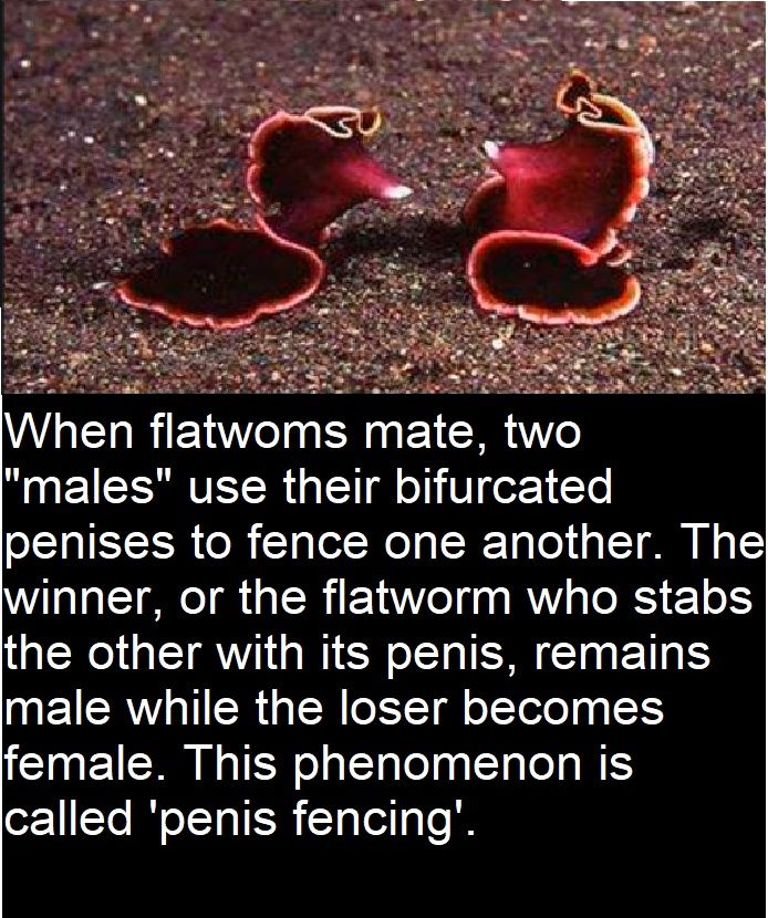 Penis fencing | Scrolller