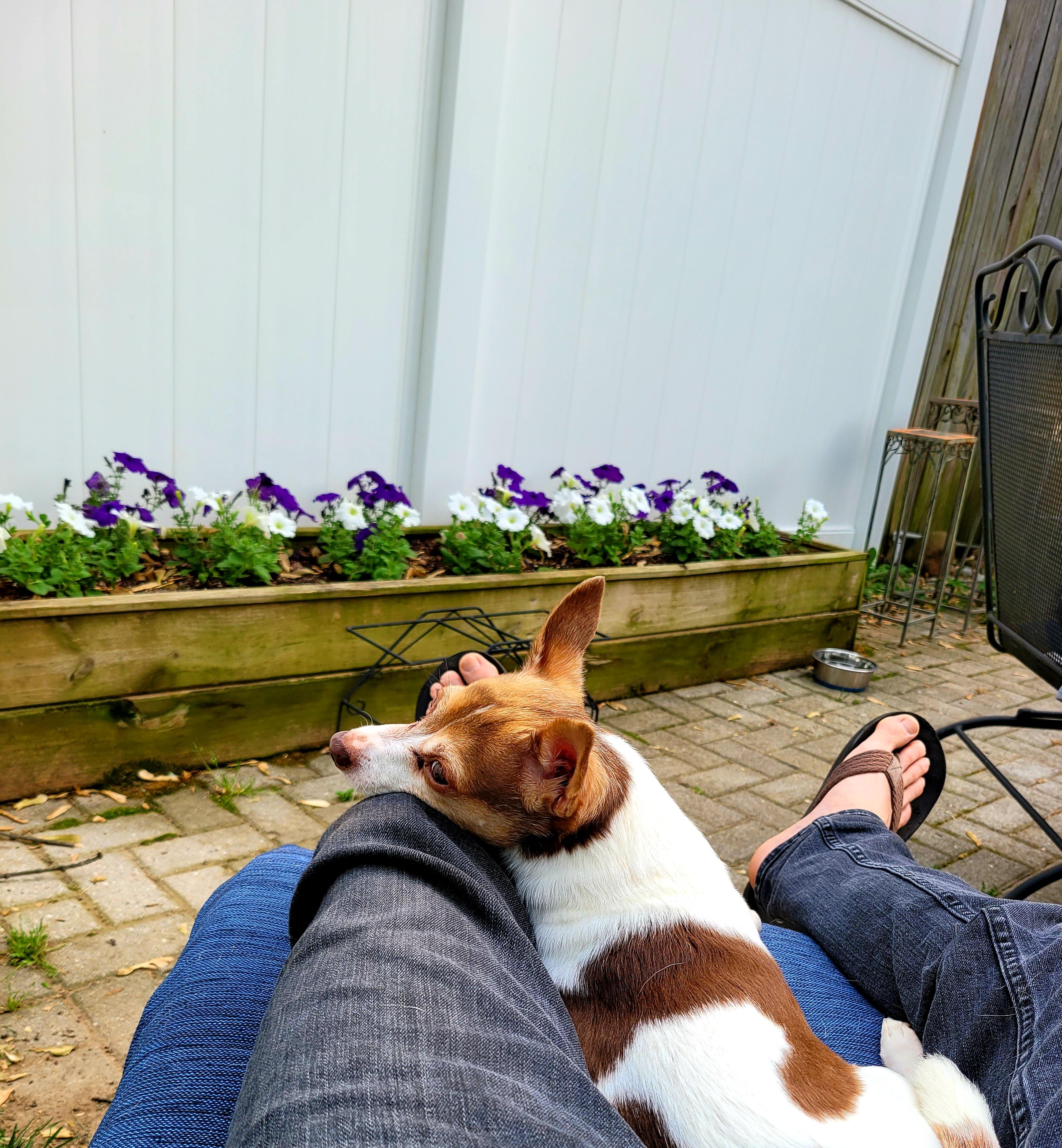 Penny, our jack-chi. Been a really good day outside. | Scrolller