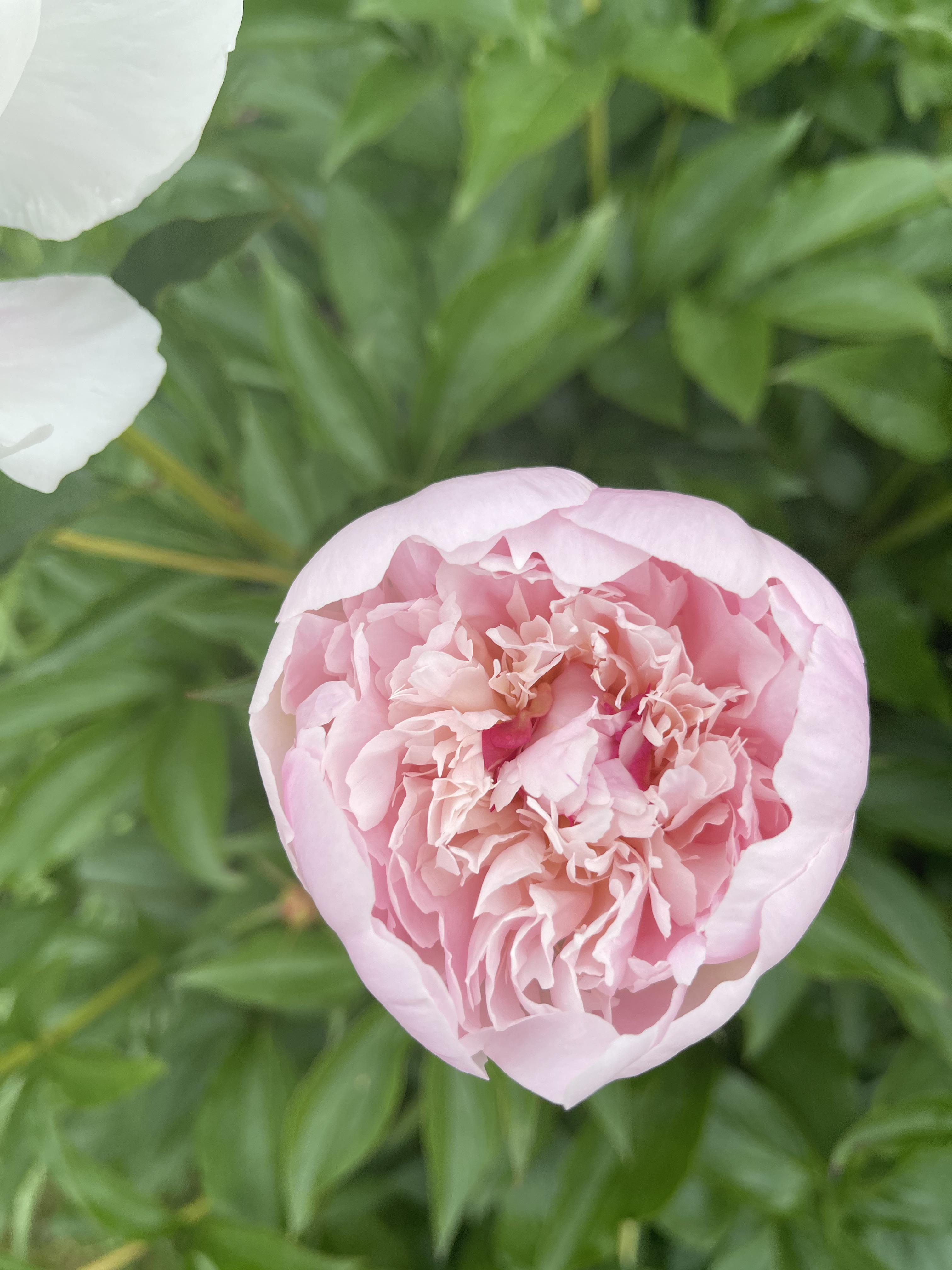 Peony about to bloom | Scrolller