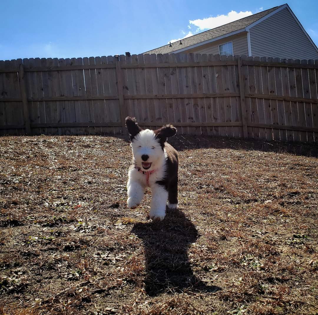 Pepper smiling at 2 months, 15lbs | Scrolller