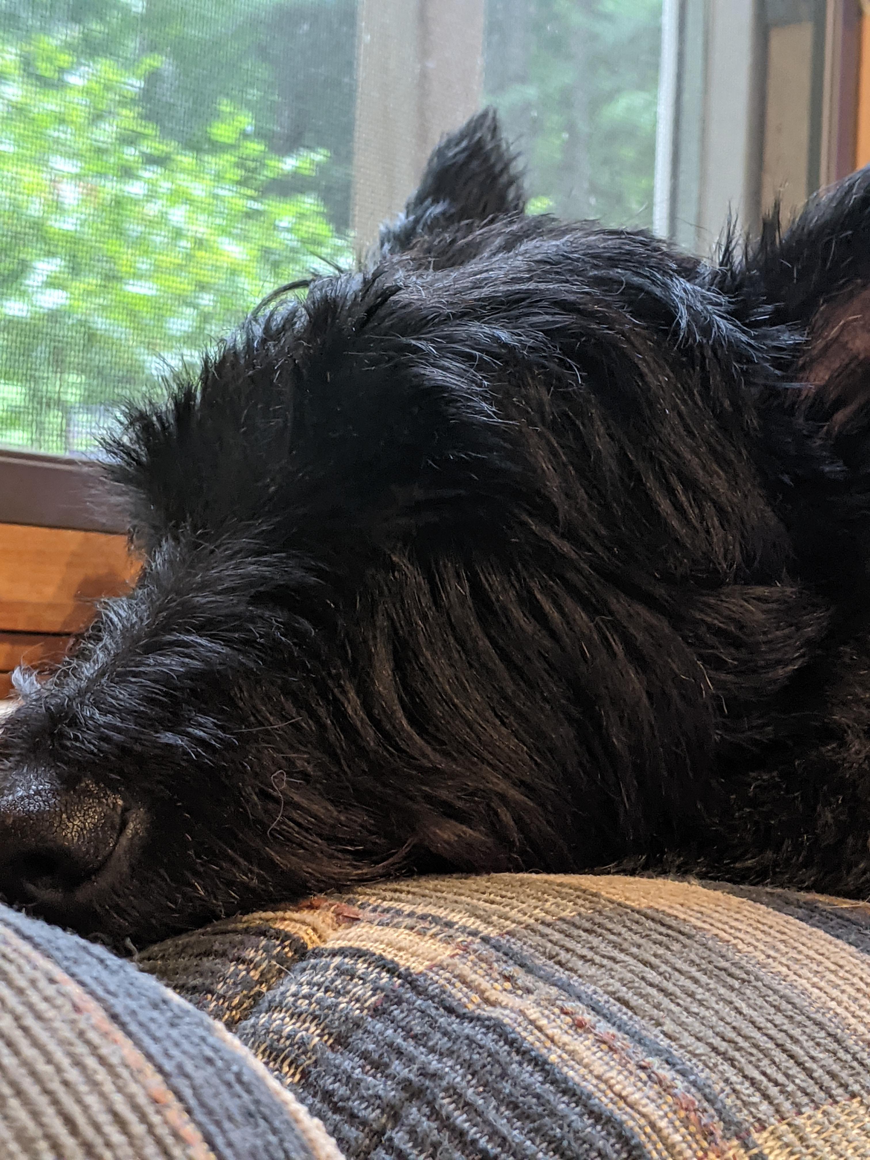 Pepper's fast asleep after ripping around the yard. | Scrolller