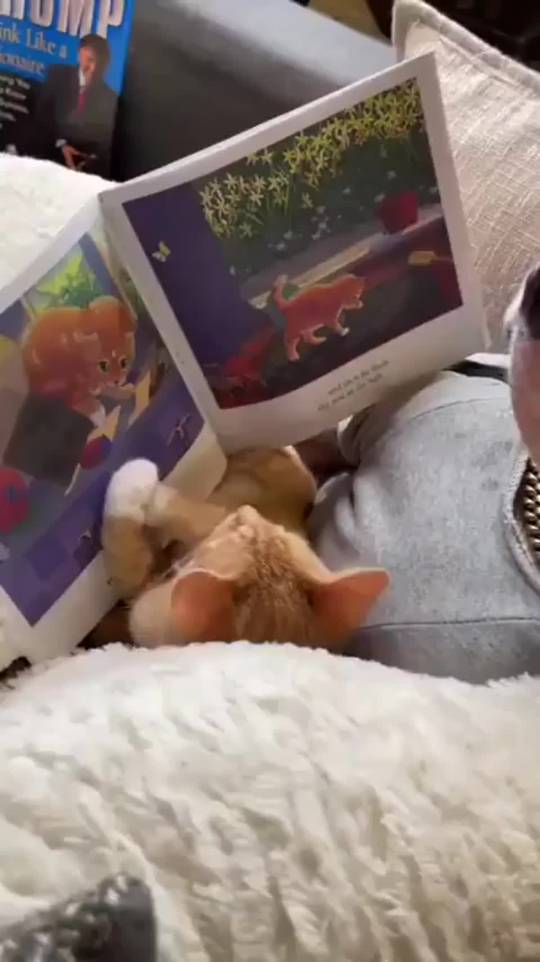 Perfect bedtime story | Scrolller