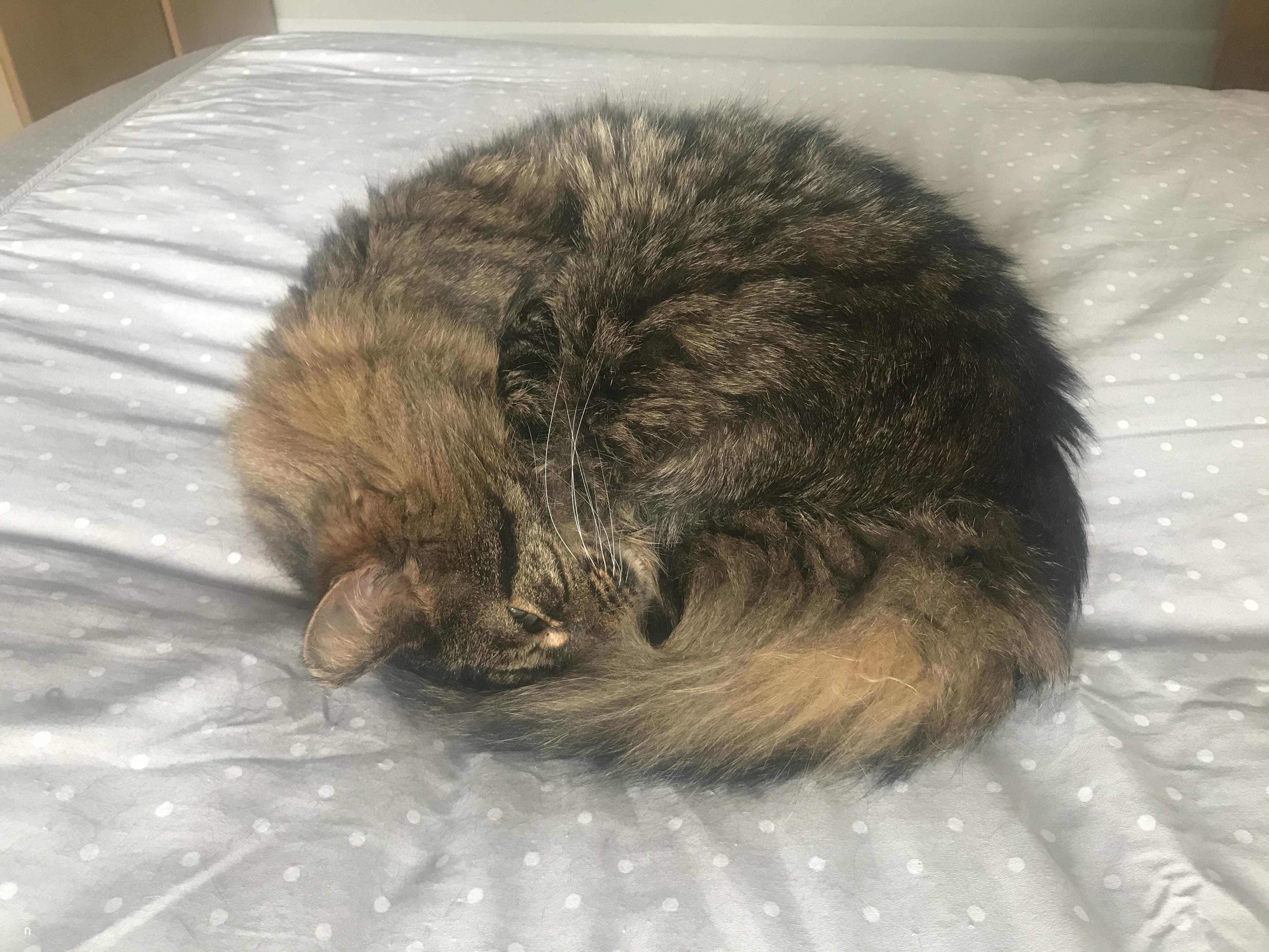 Perfect fluff ball! | Scrolller