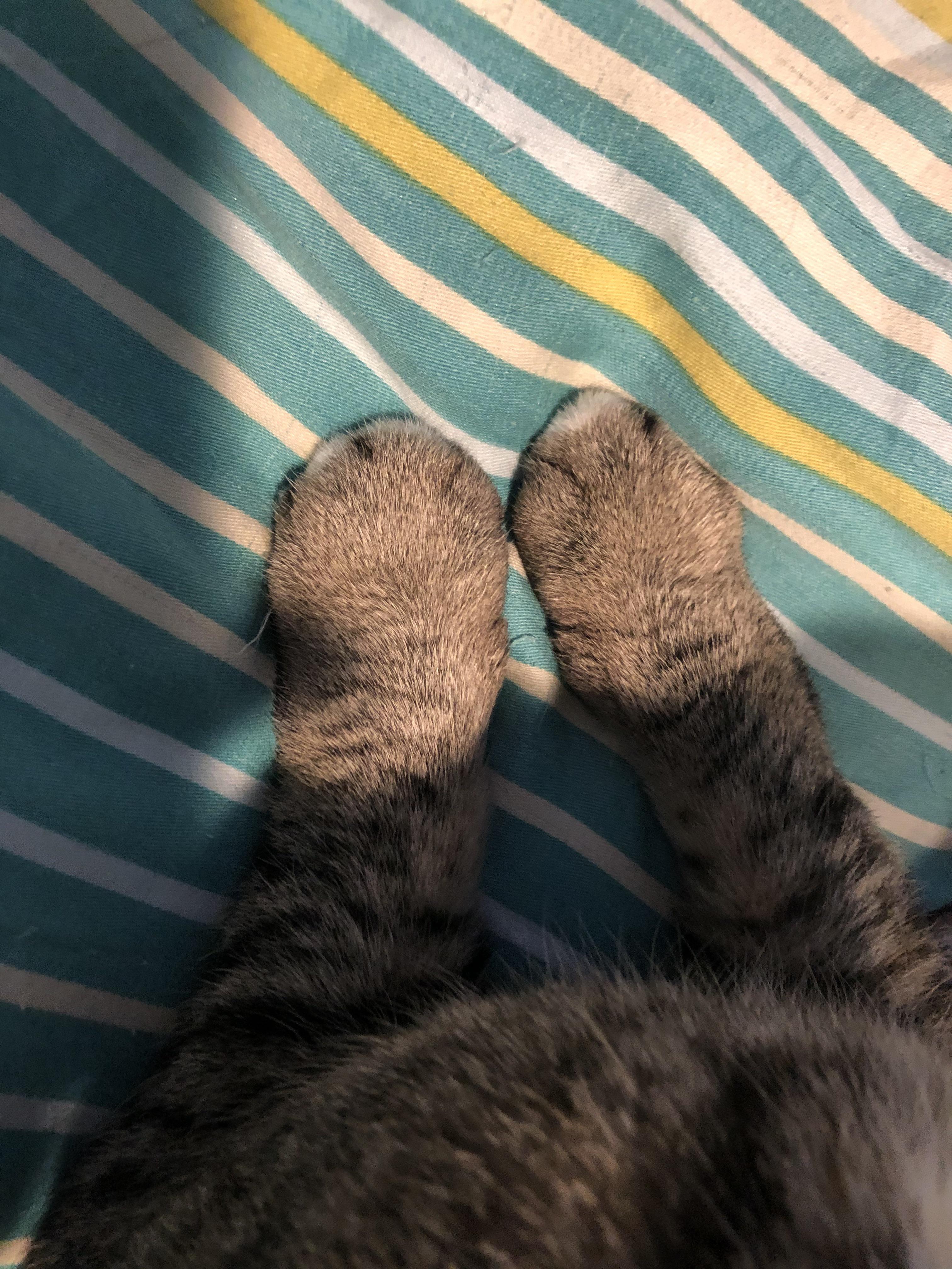 Perfect little floof with perfect little paws | Scrolller