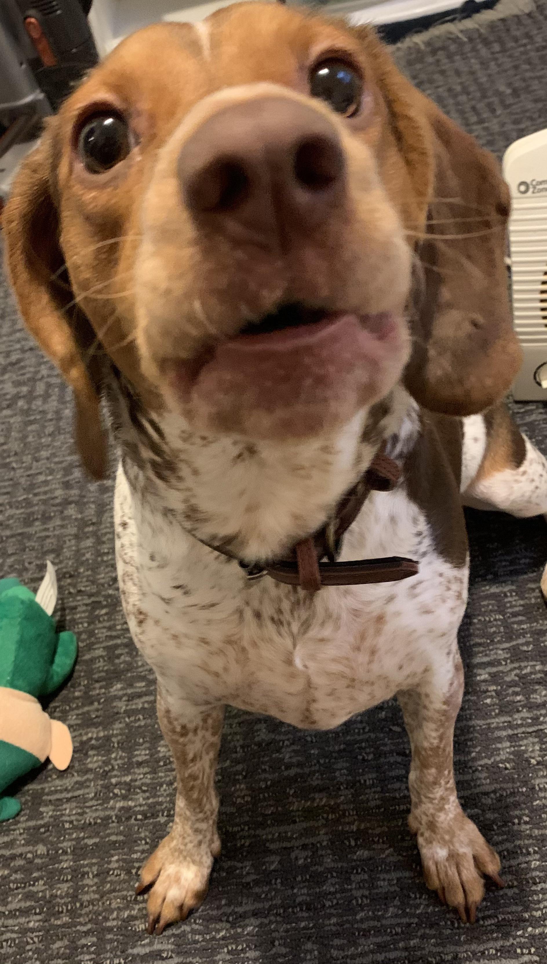 Perfectly boopable! | Scrolller