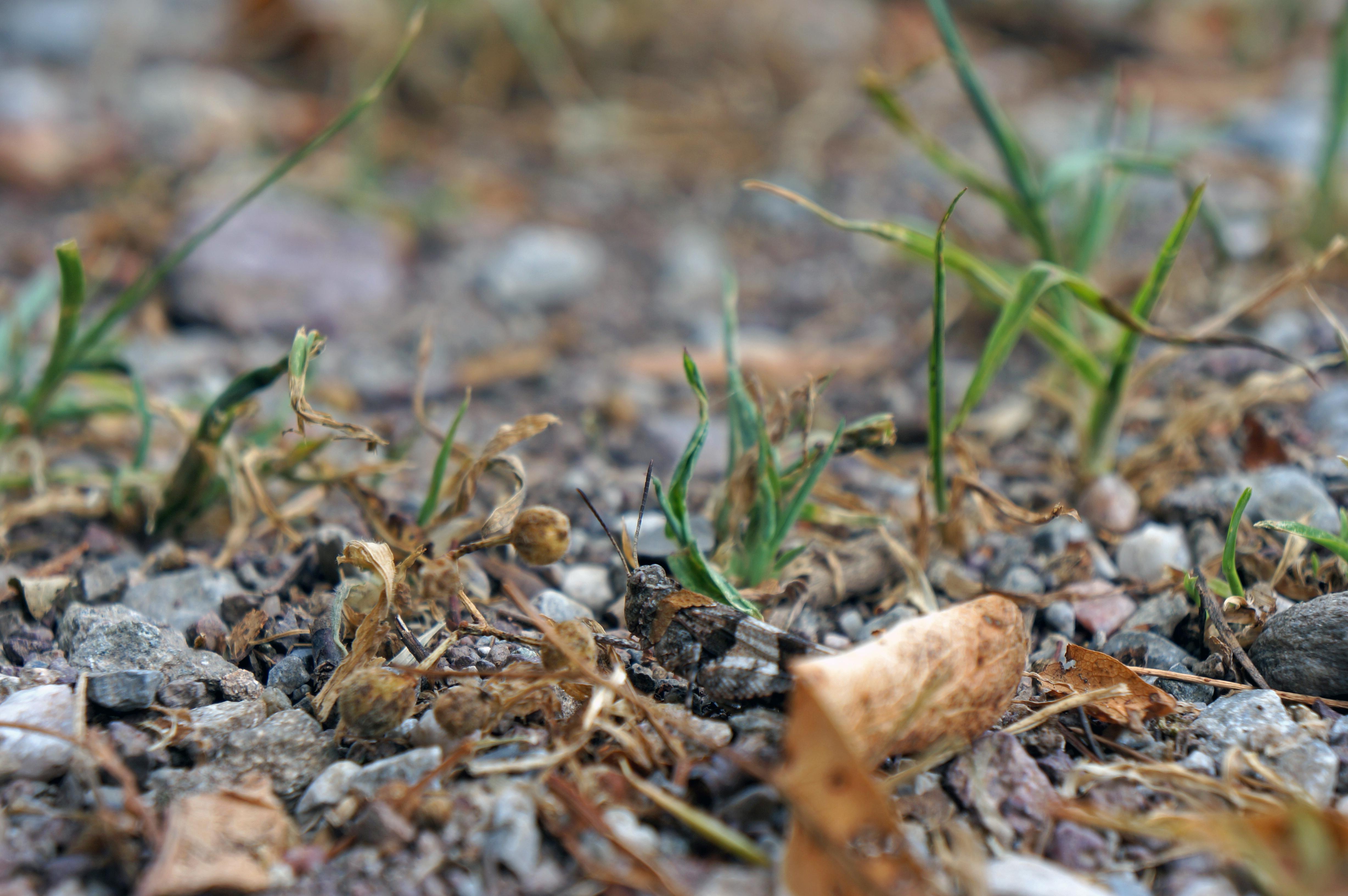 Perfectly camouflaged grasshopper | Scrolller