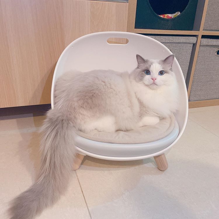 Perfectly sized chair for a perfectly floofy cat! | Scrolller