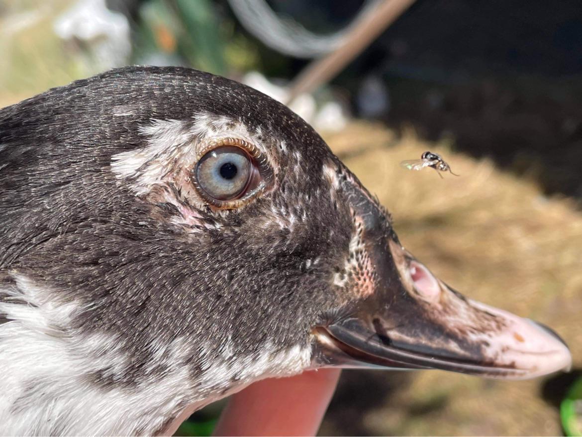 Perfectly time stare down of Milo and a fly | Scrolller