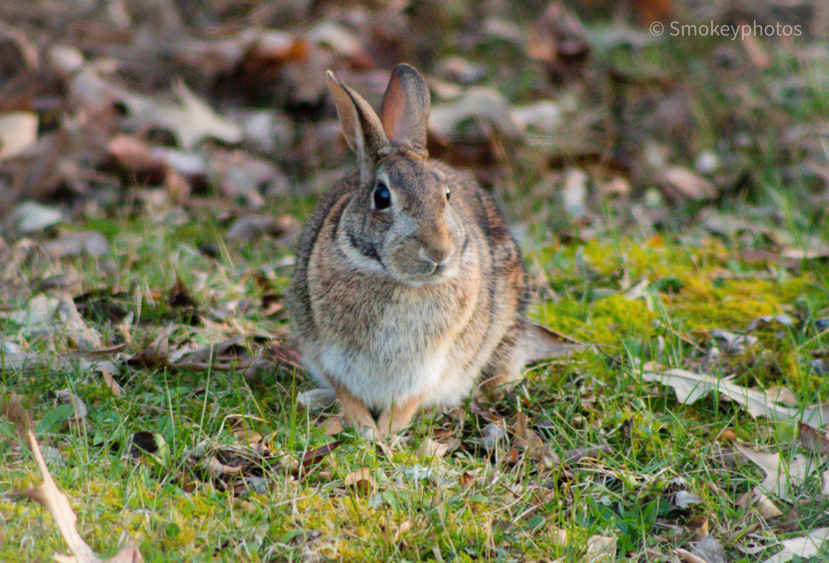 Peter cottontail | Scrolller