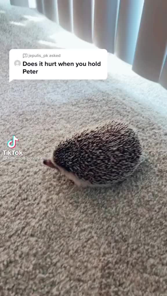 Peter the Hedgehog | Scrolller