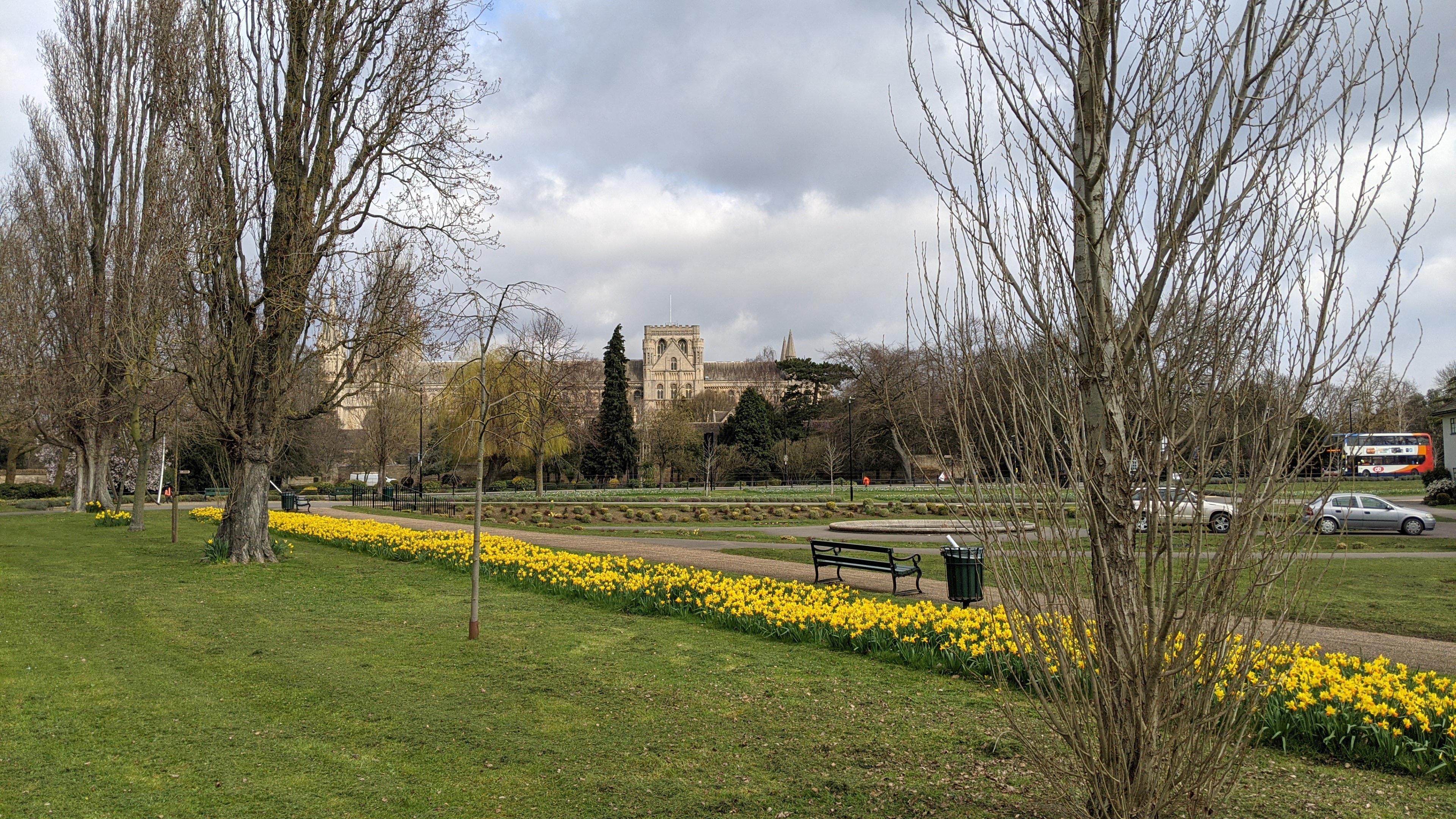 Peterborough Cathedral behind the Lido daffodils. | Scrolller