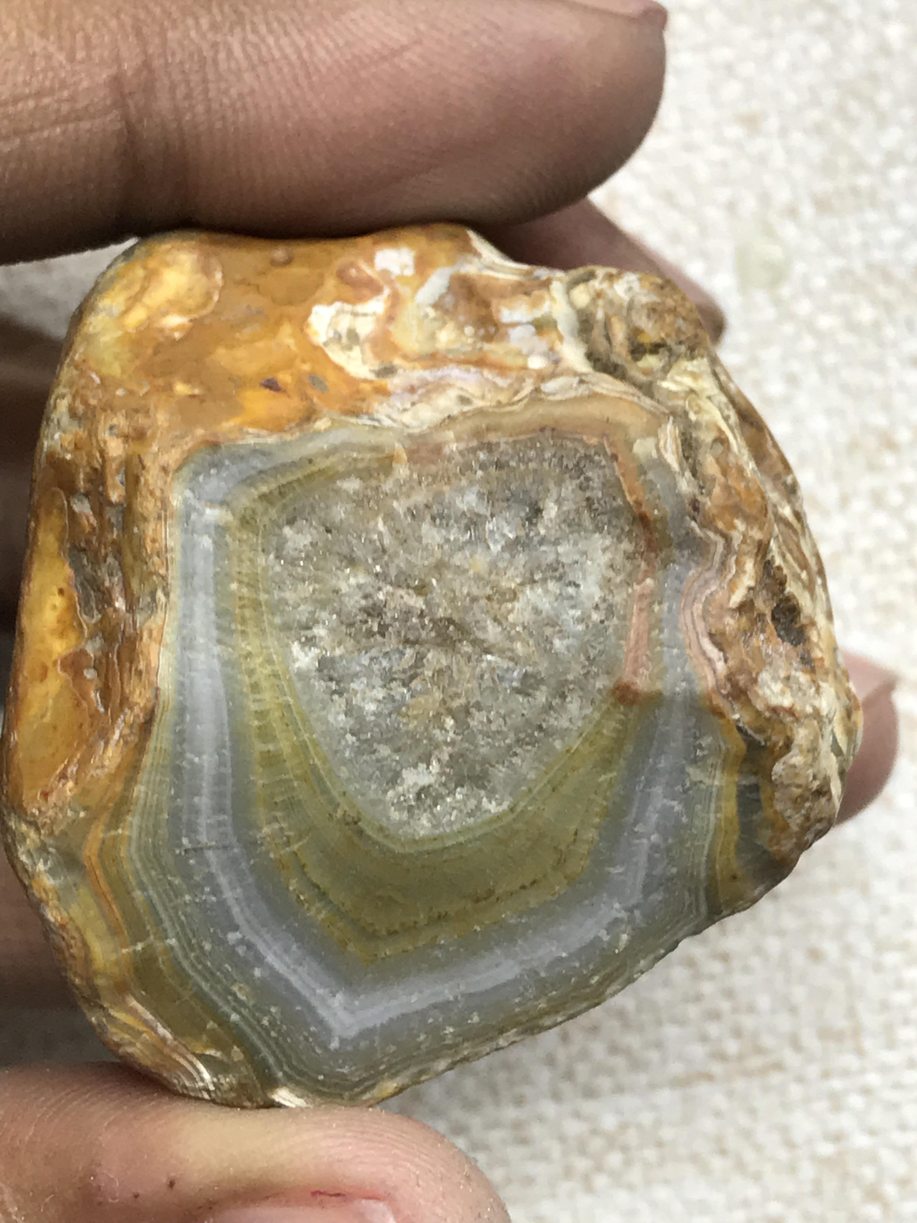 Petrified wood? More images in comment | Scrolller