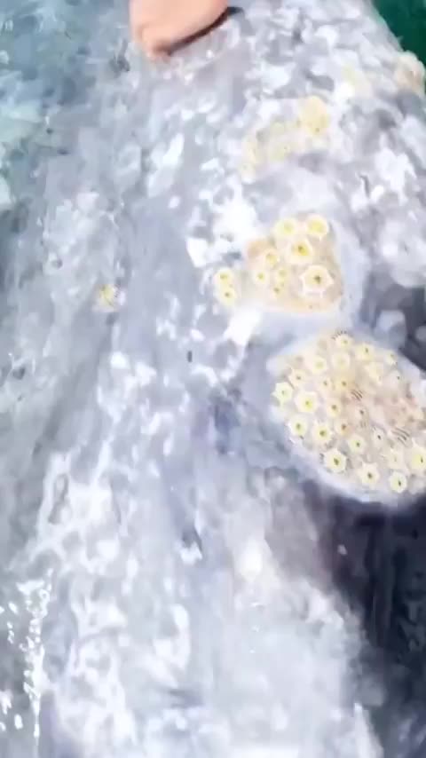 Petting a gray whale | Scrolller