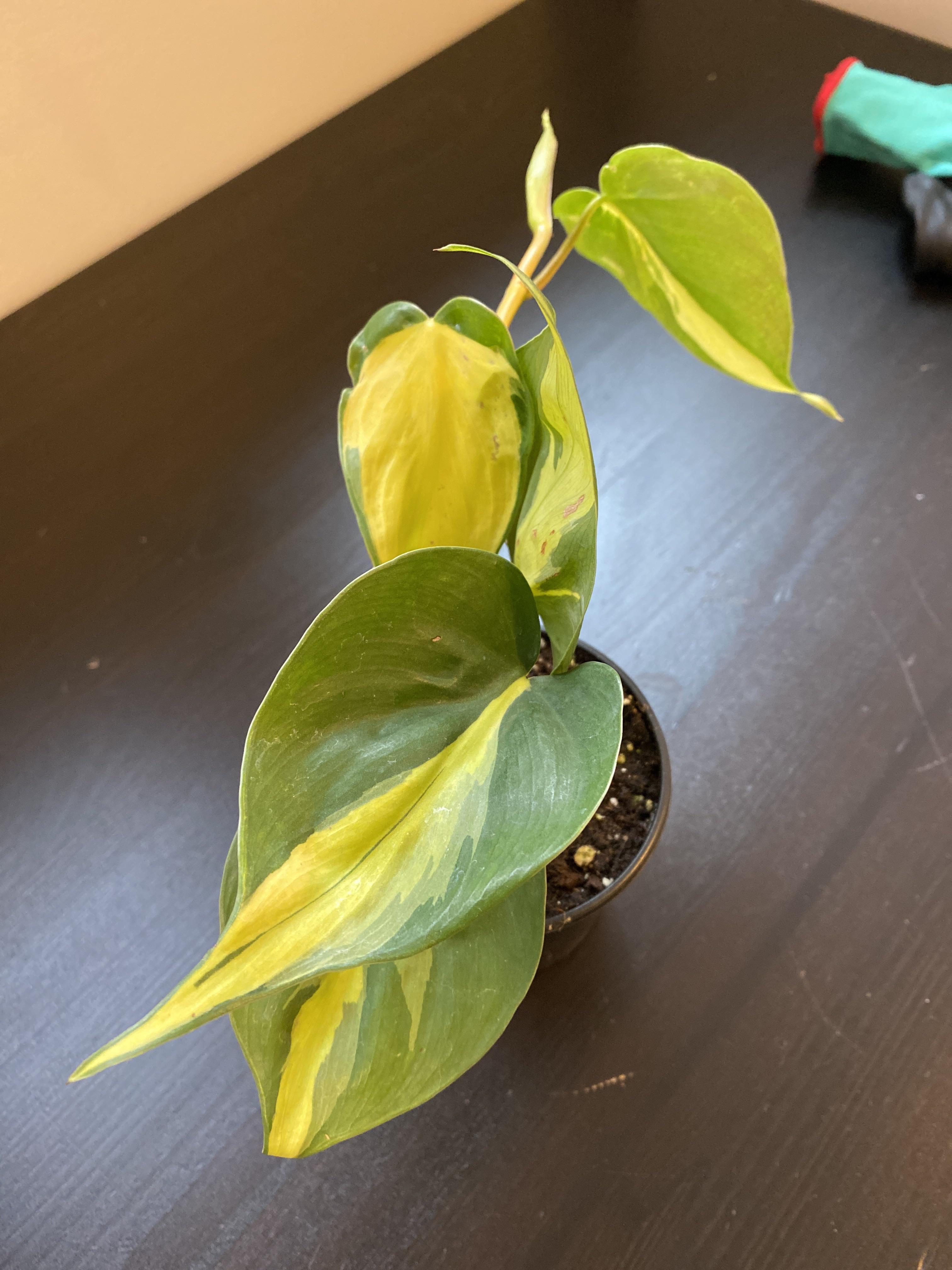 Philodendron Plant ID Help | Scrolller