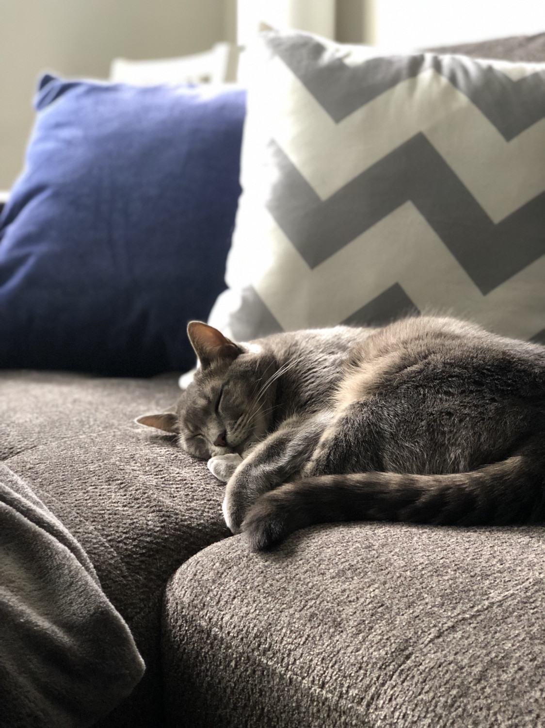 Phoebe, napping in her favorite spot on the couch. | Scrolller