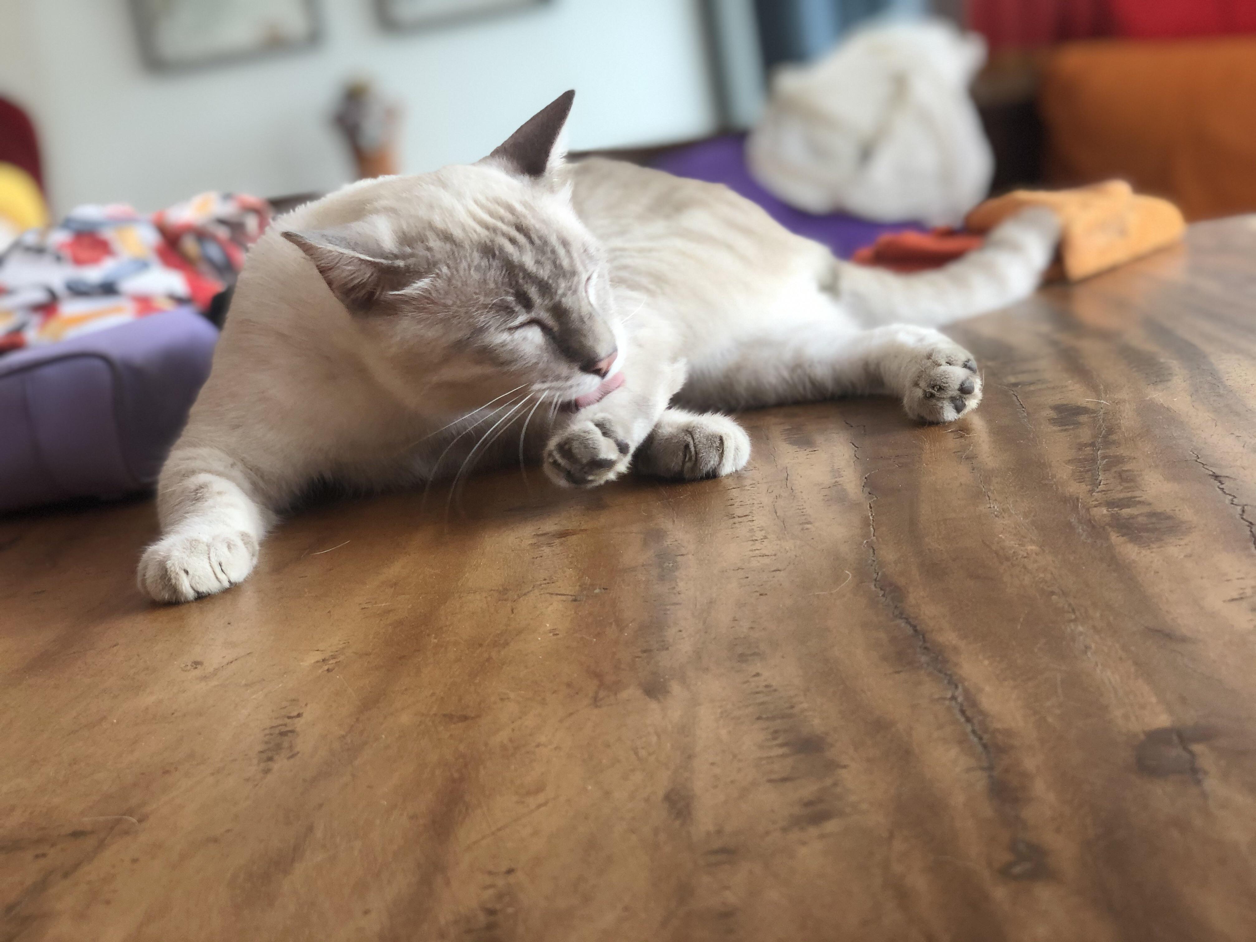 Photo shoot with my cat | Scrolller