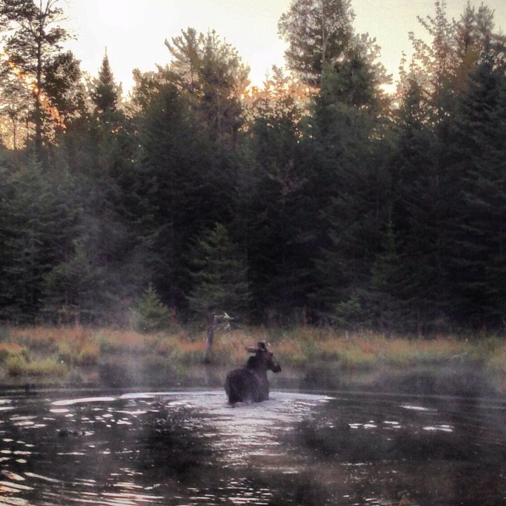 Picture of a moose I took this summer at Moose Head Lake. | Scrolller