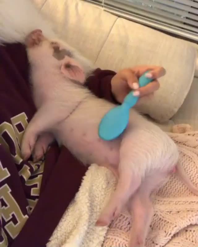 Pig being brushed | Scrolller