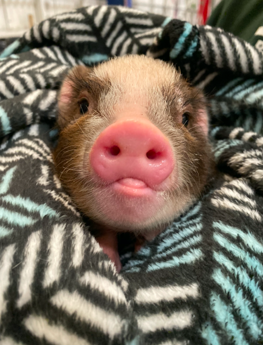 Pig-in-a-blanket blup | Scrolller