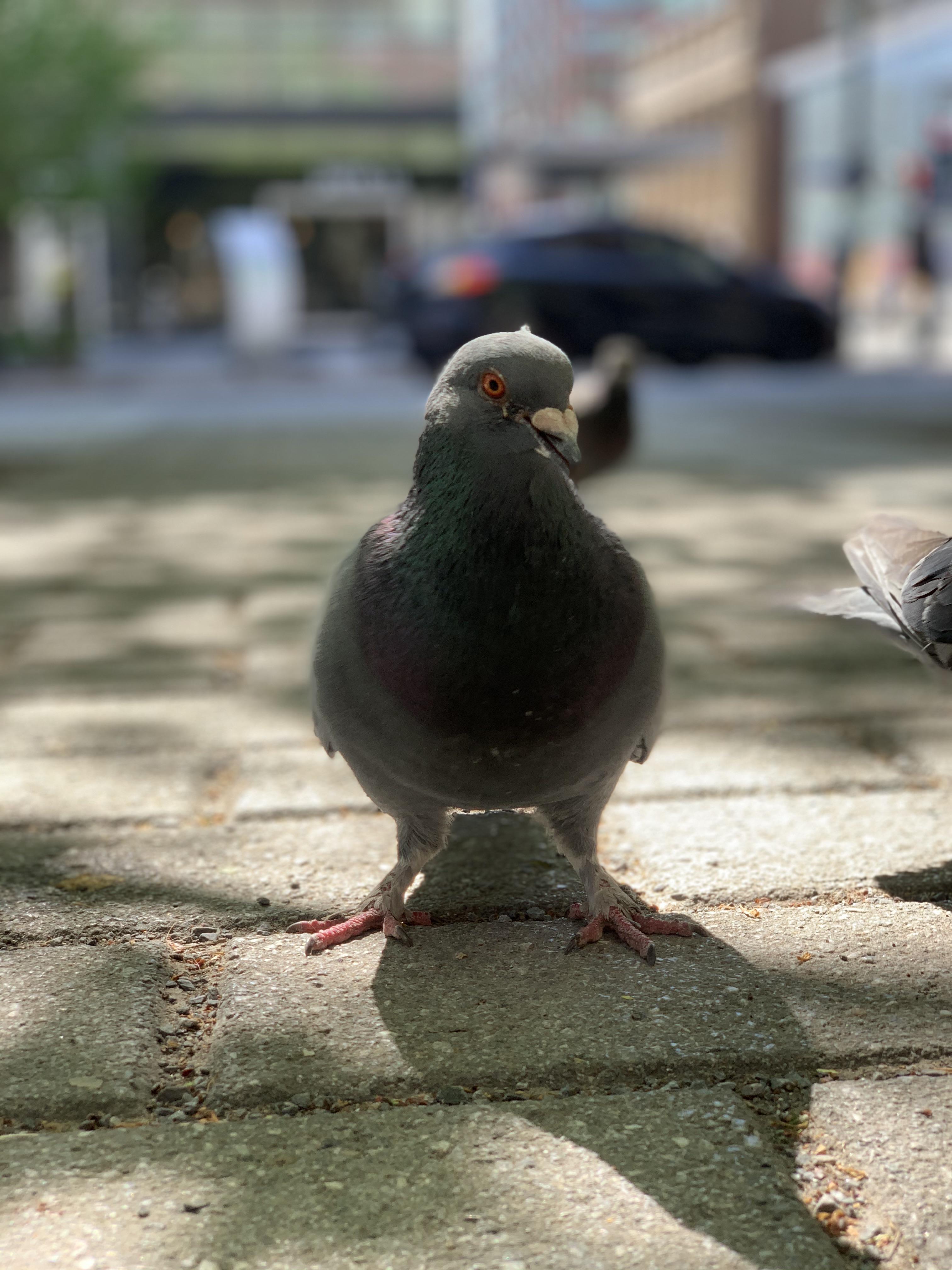 Pigeon | Scrolller
