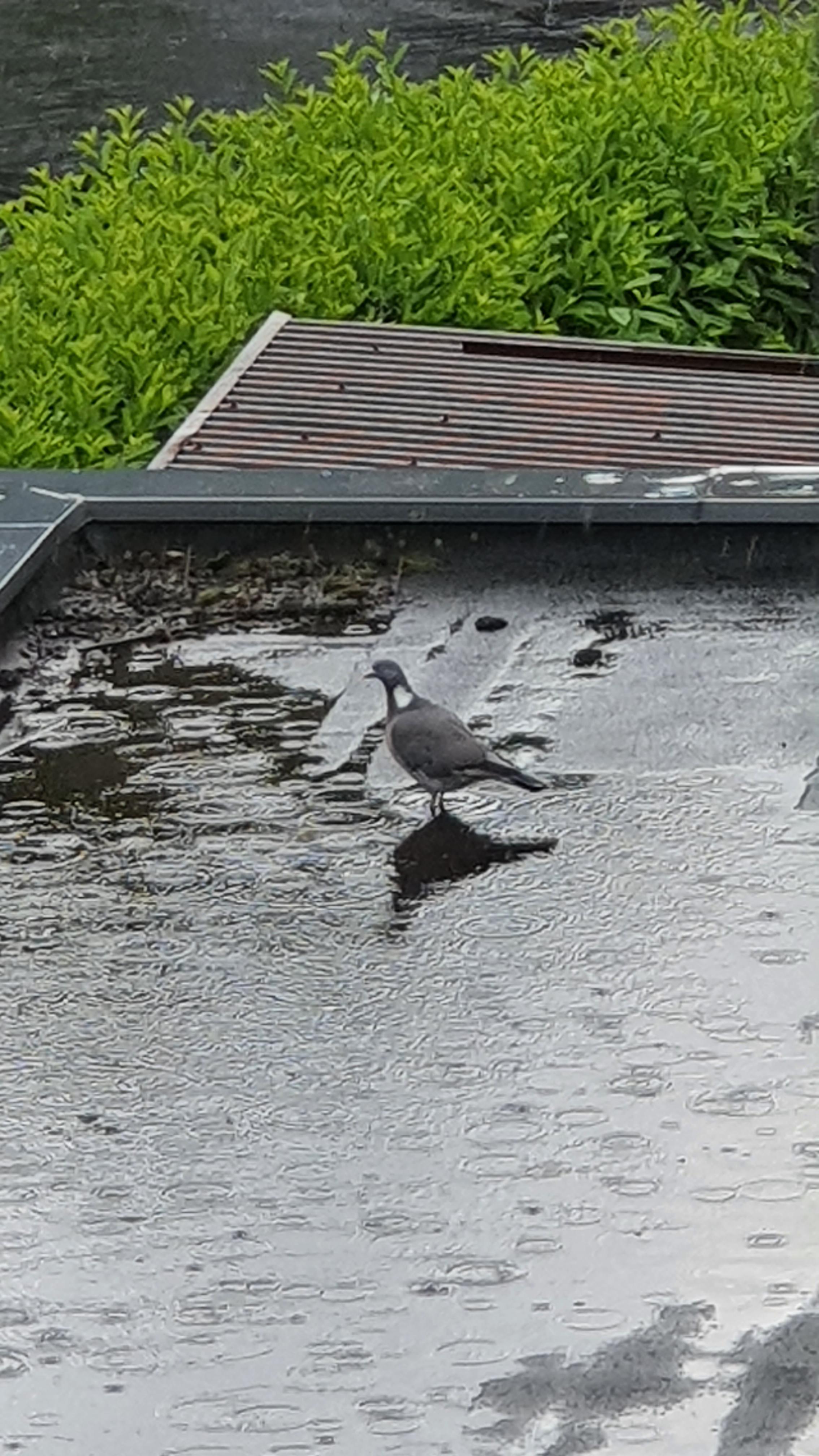 Pigeon enjoying her bath in a puddle | Scrolller