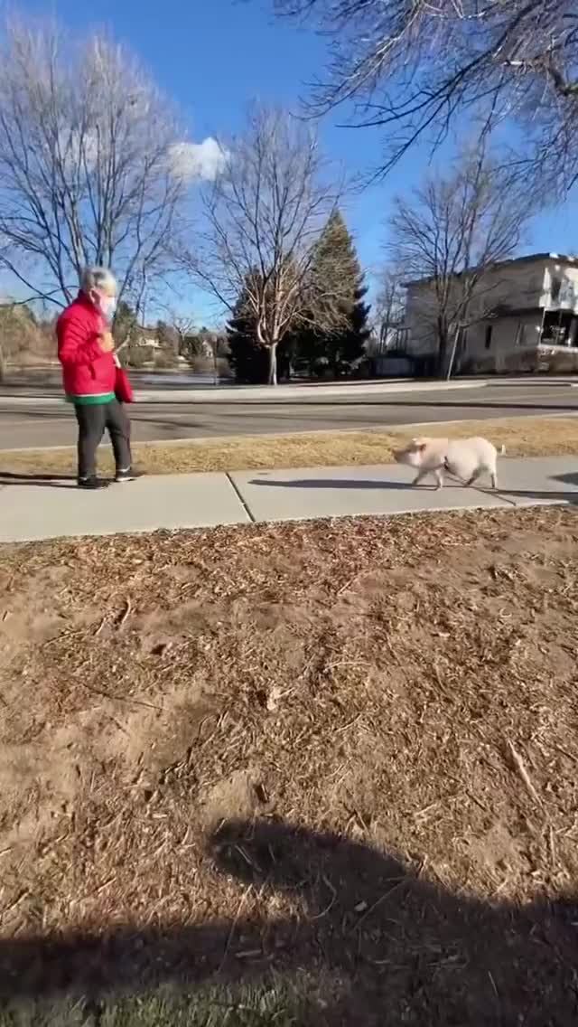 Pigs making new friends at the park | Scrolller