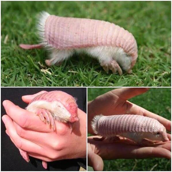 🔥 Pink Fairy Armadillo 🔥 | Scrolller