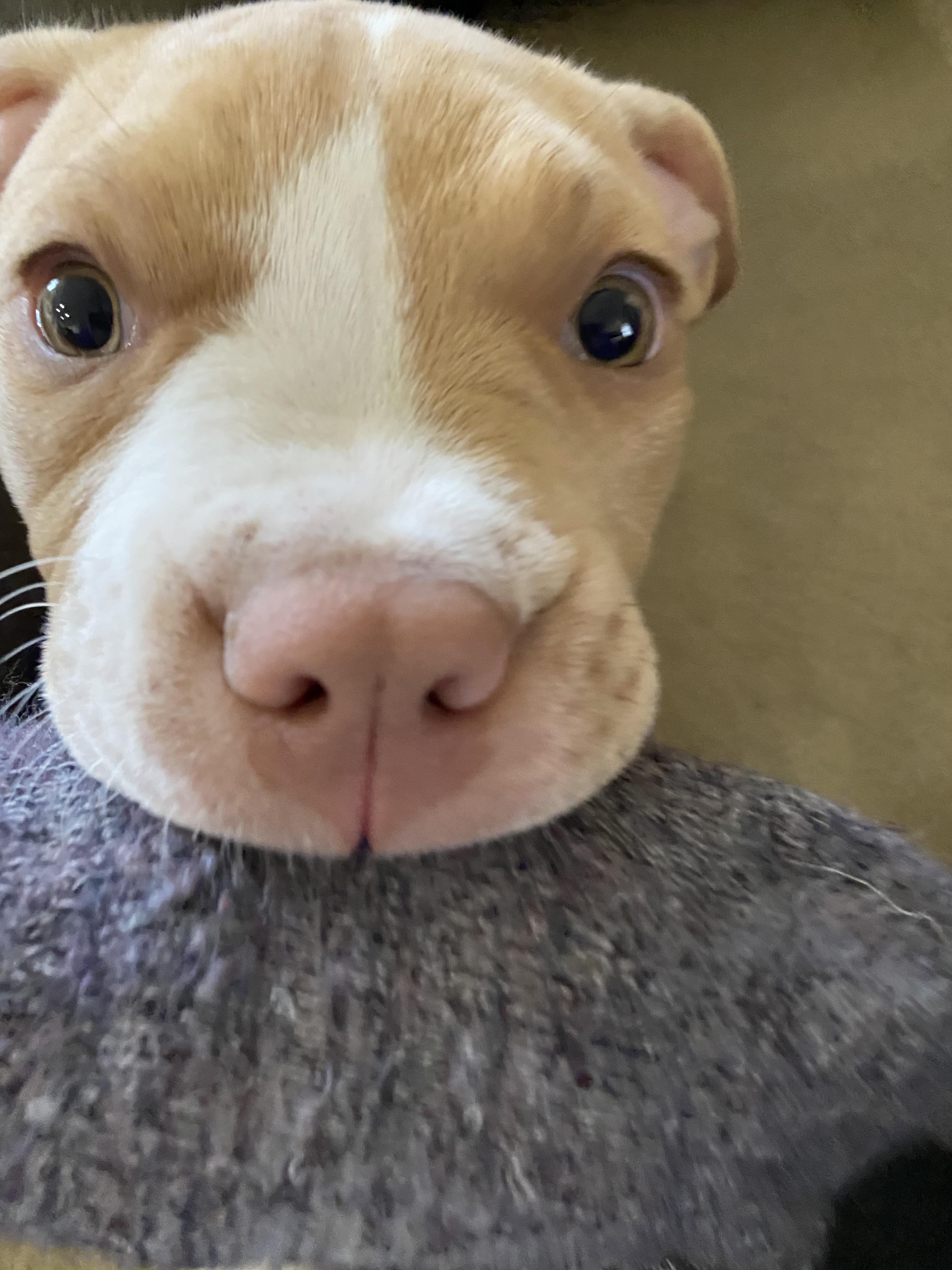 Pitty puppy | Scrolller