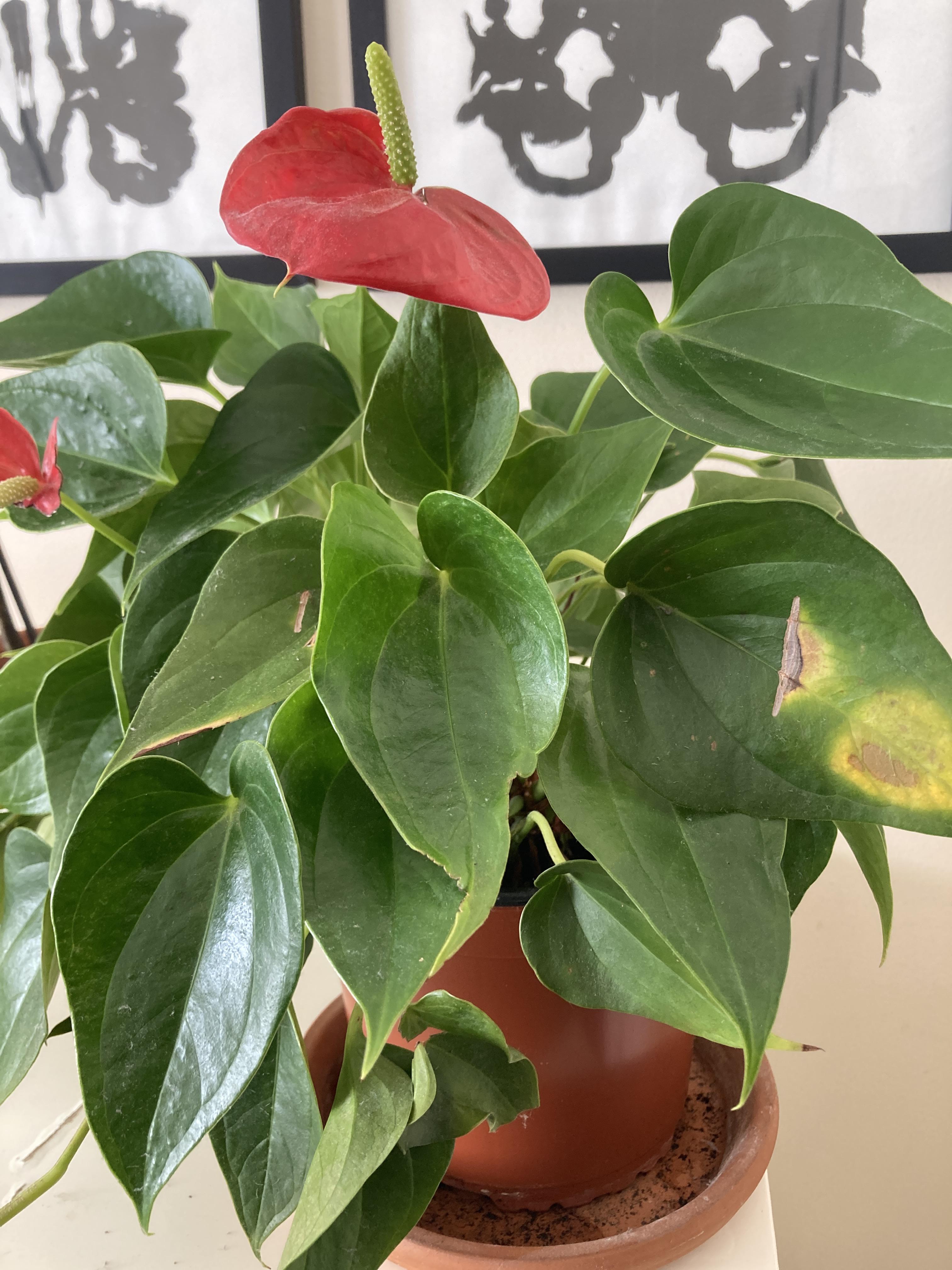 Plant ID? | Scrolller