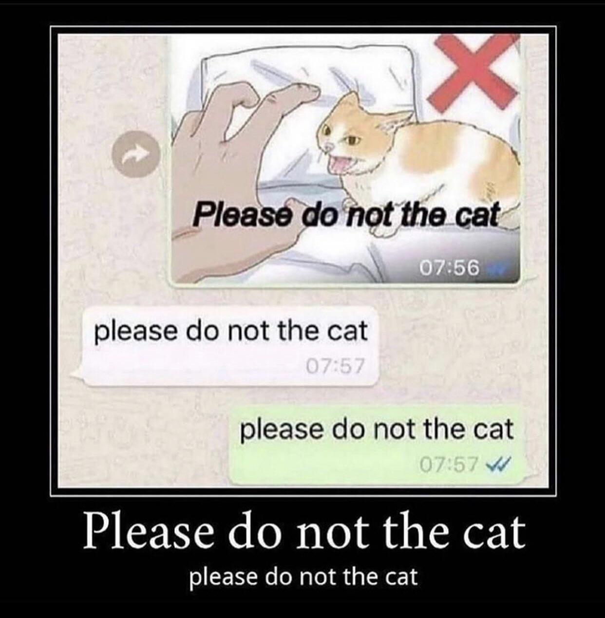please do not the cat | Scrolller