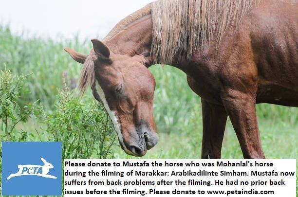 Please donate | Scrolller