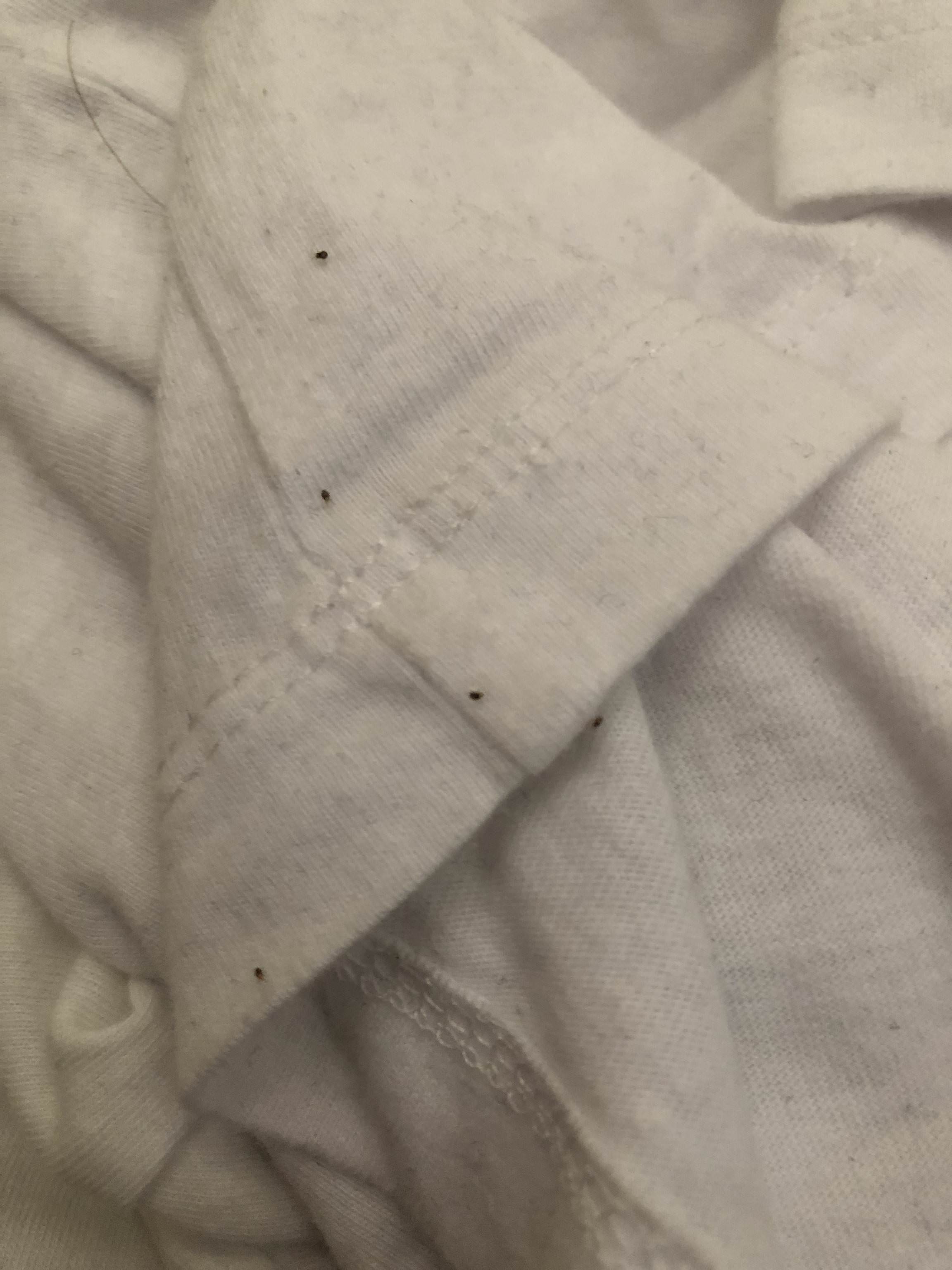 Please help identify these tiny insects! | Scrolller