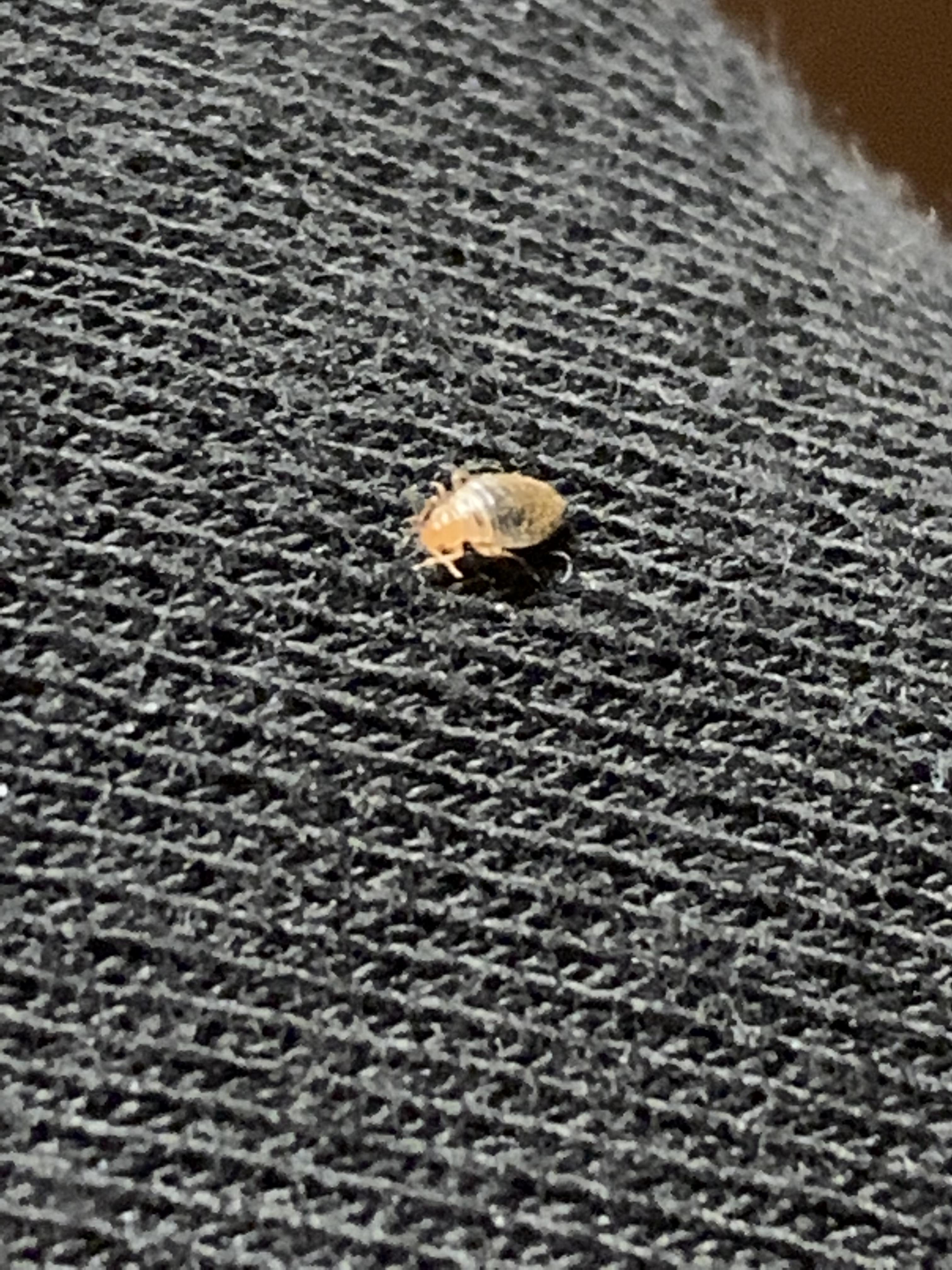 Please identify is this a bedbug? | Scrolller