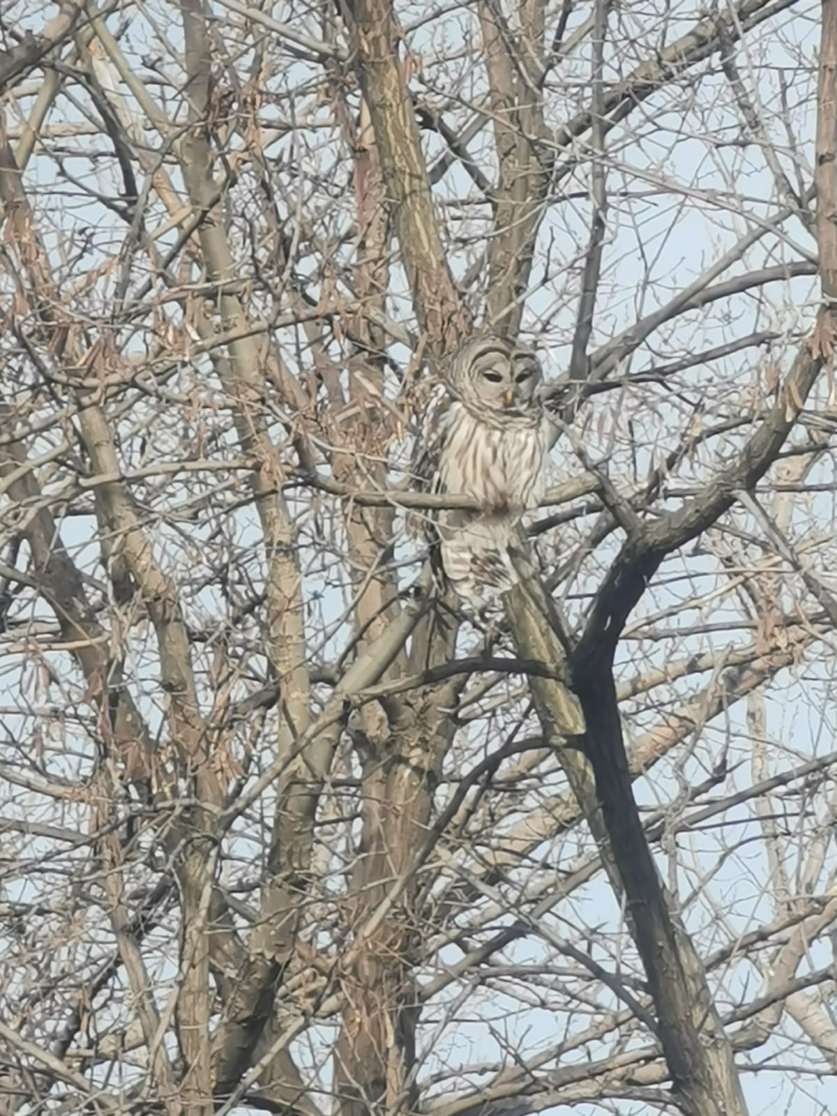 Please identify what type of owl this is! | Scrolller