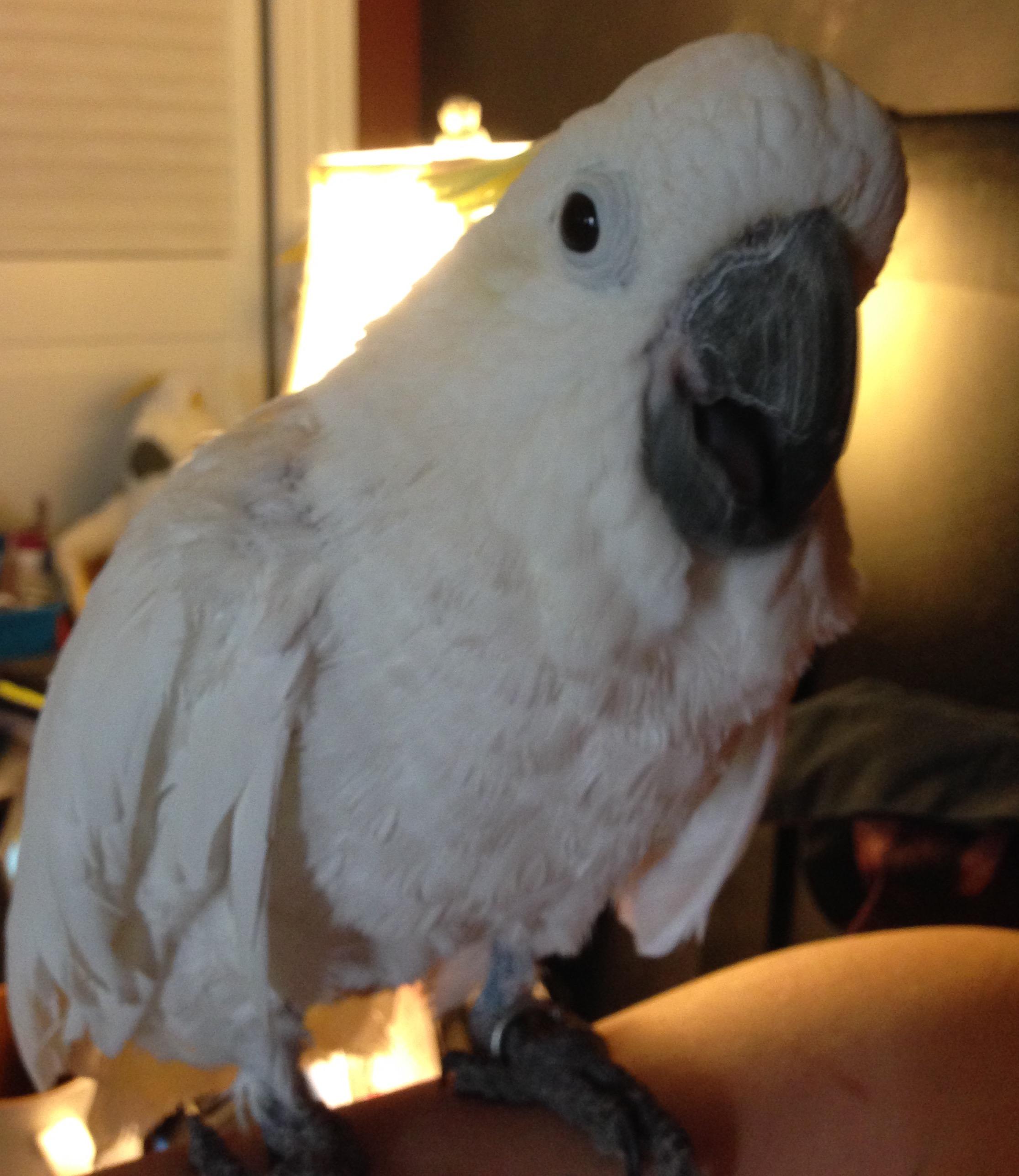 Poco the magnificent | Scrolller