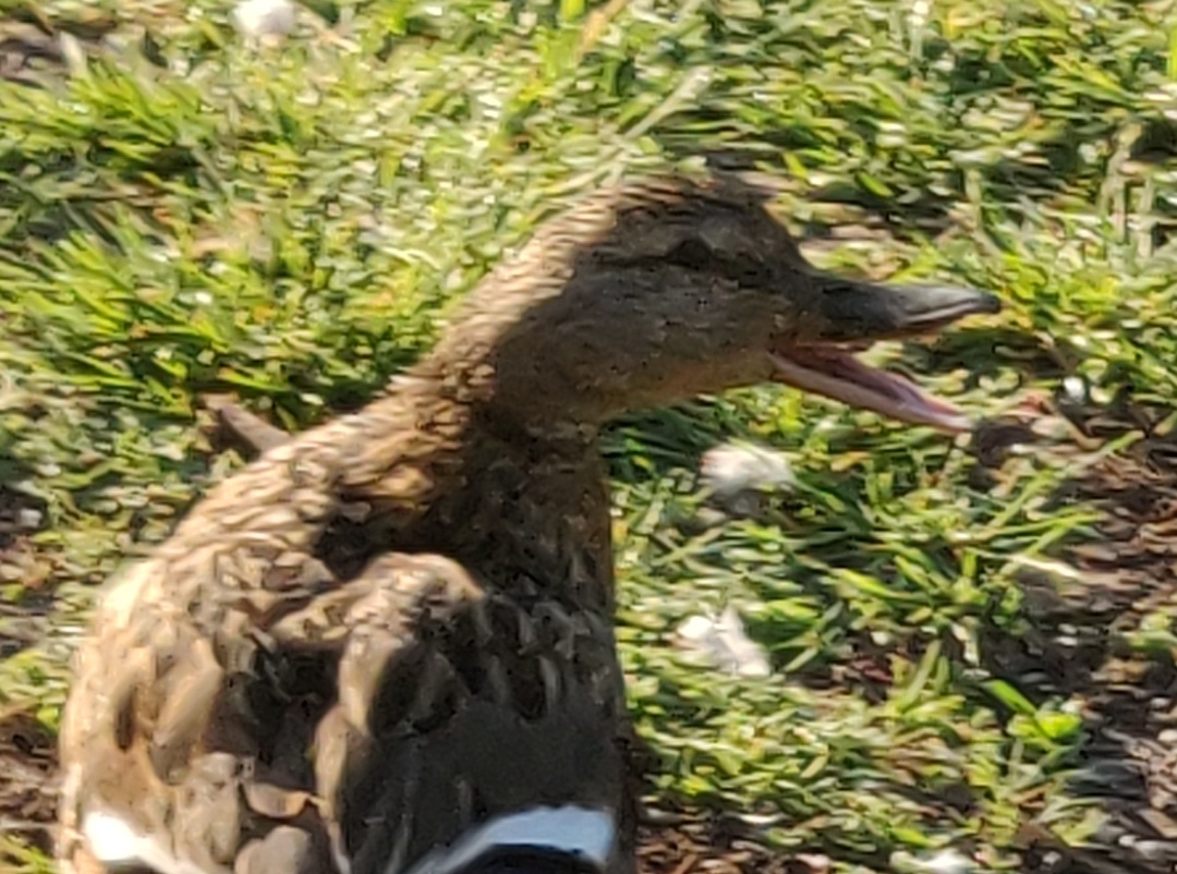 Pog Duck | Scrolller