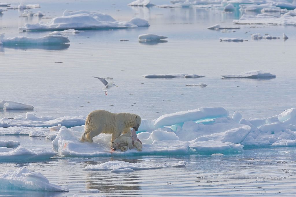 Polar Bear cannibalism | Scrolller