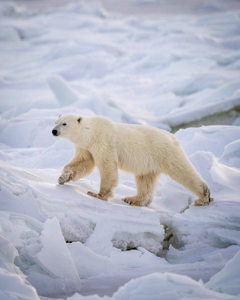 Polar bear (Photo credit to IG natinthewild) | Scrolller