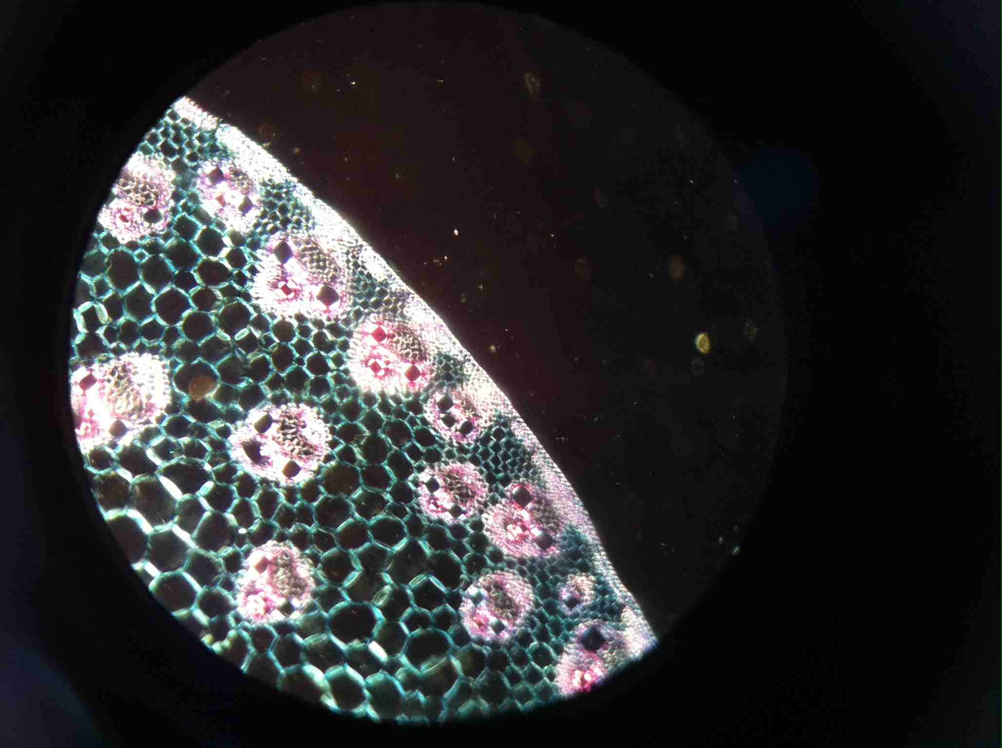 Polarized micrograph of a cross section through a stem. | Scrolller