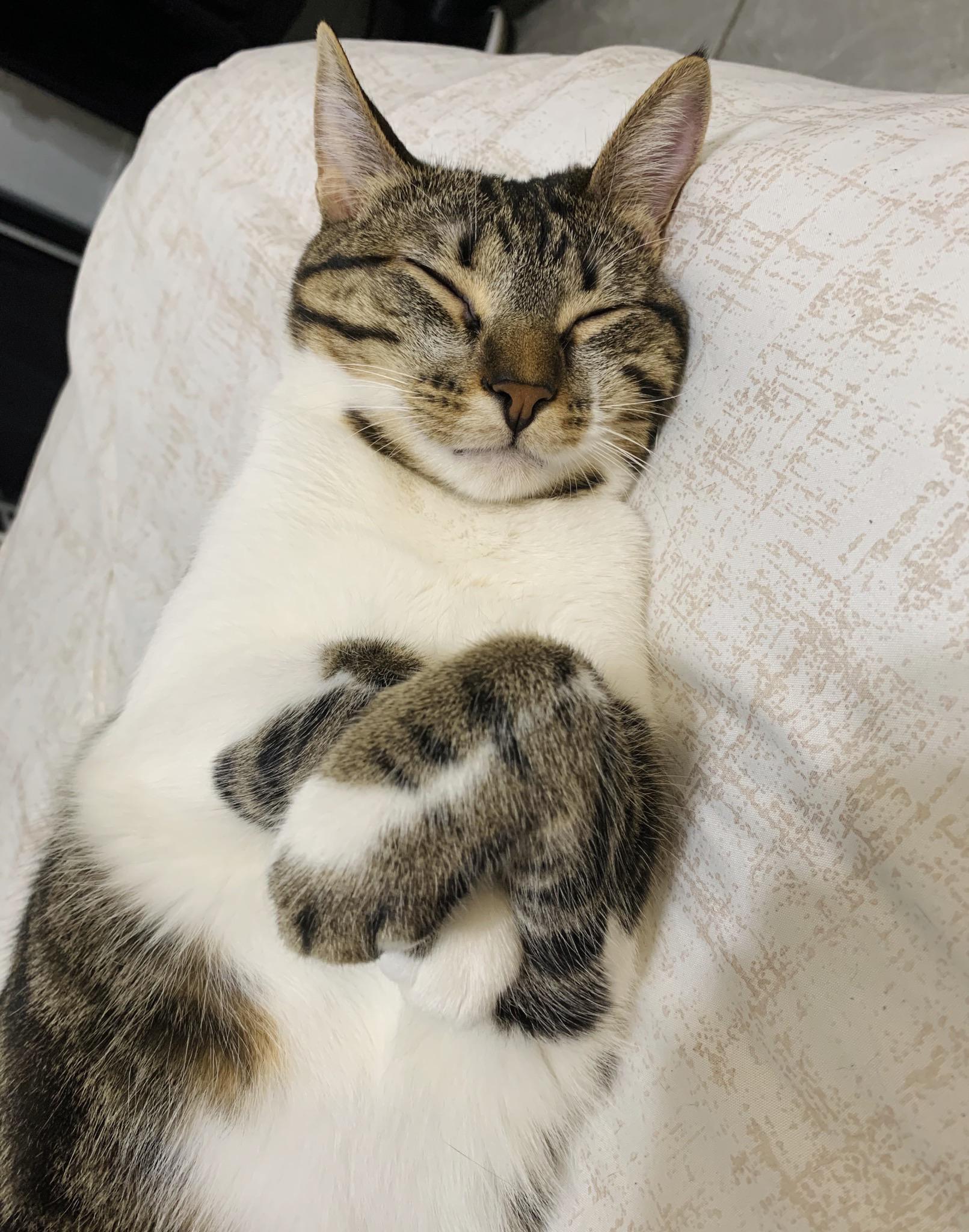 Polite even while sleeping. | Scrolller