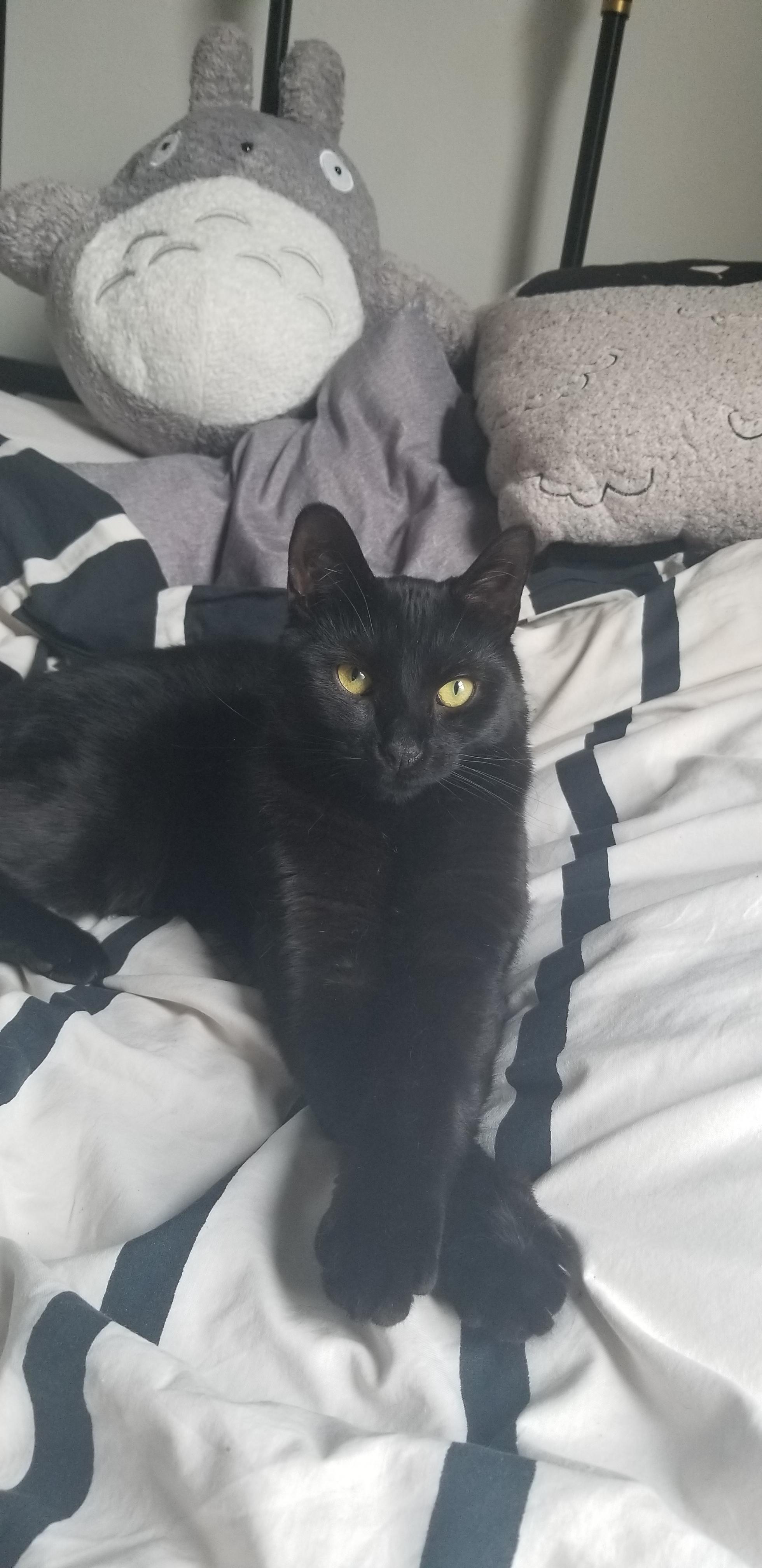 Polite house panther crosses his paws | Scrolller