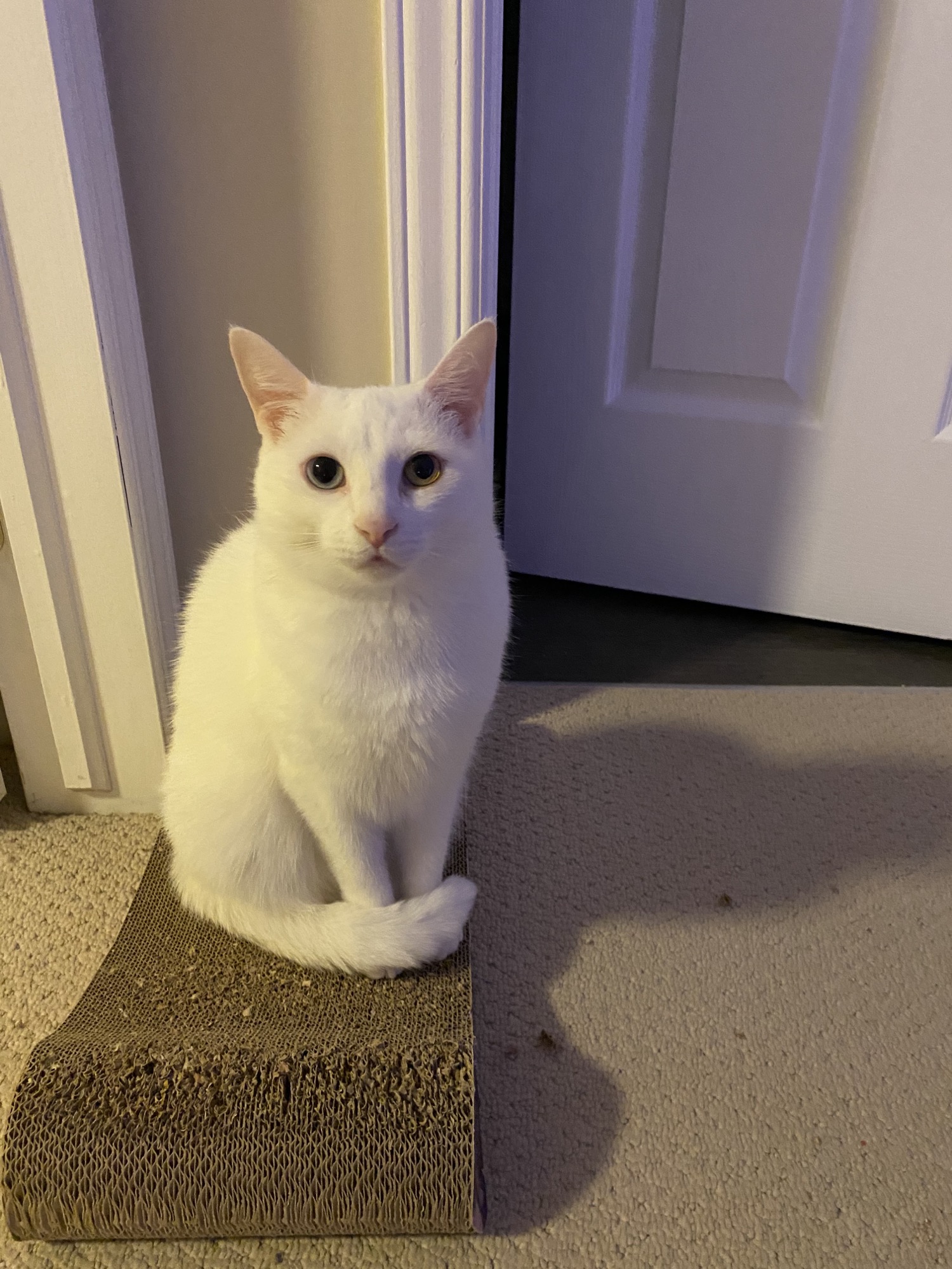 Polite Lilli | Scrolller