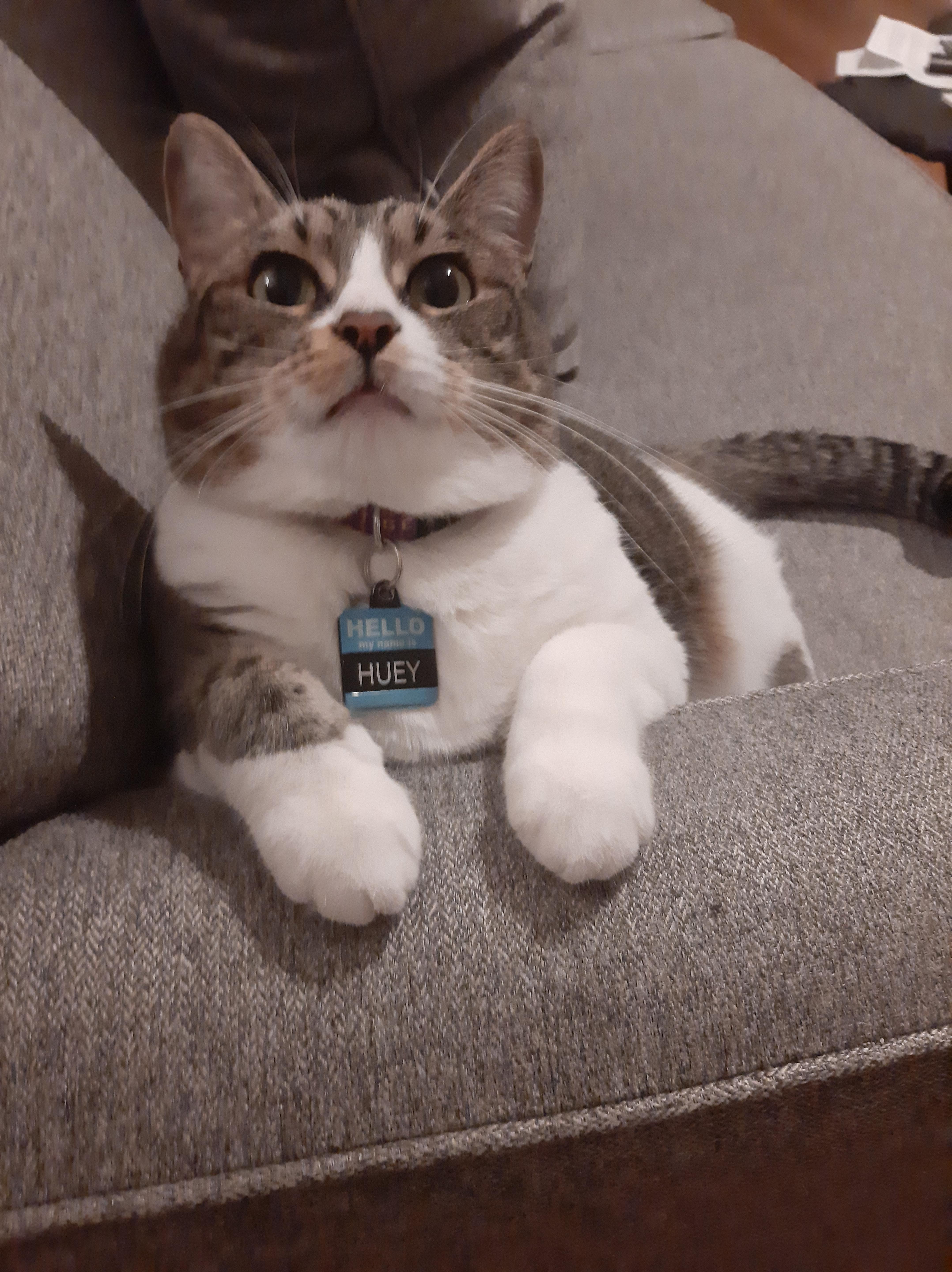 Politely waiting for me to come sit with him for TV time | Scrolller