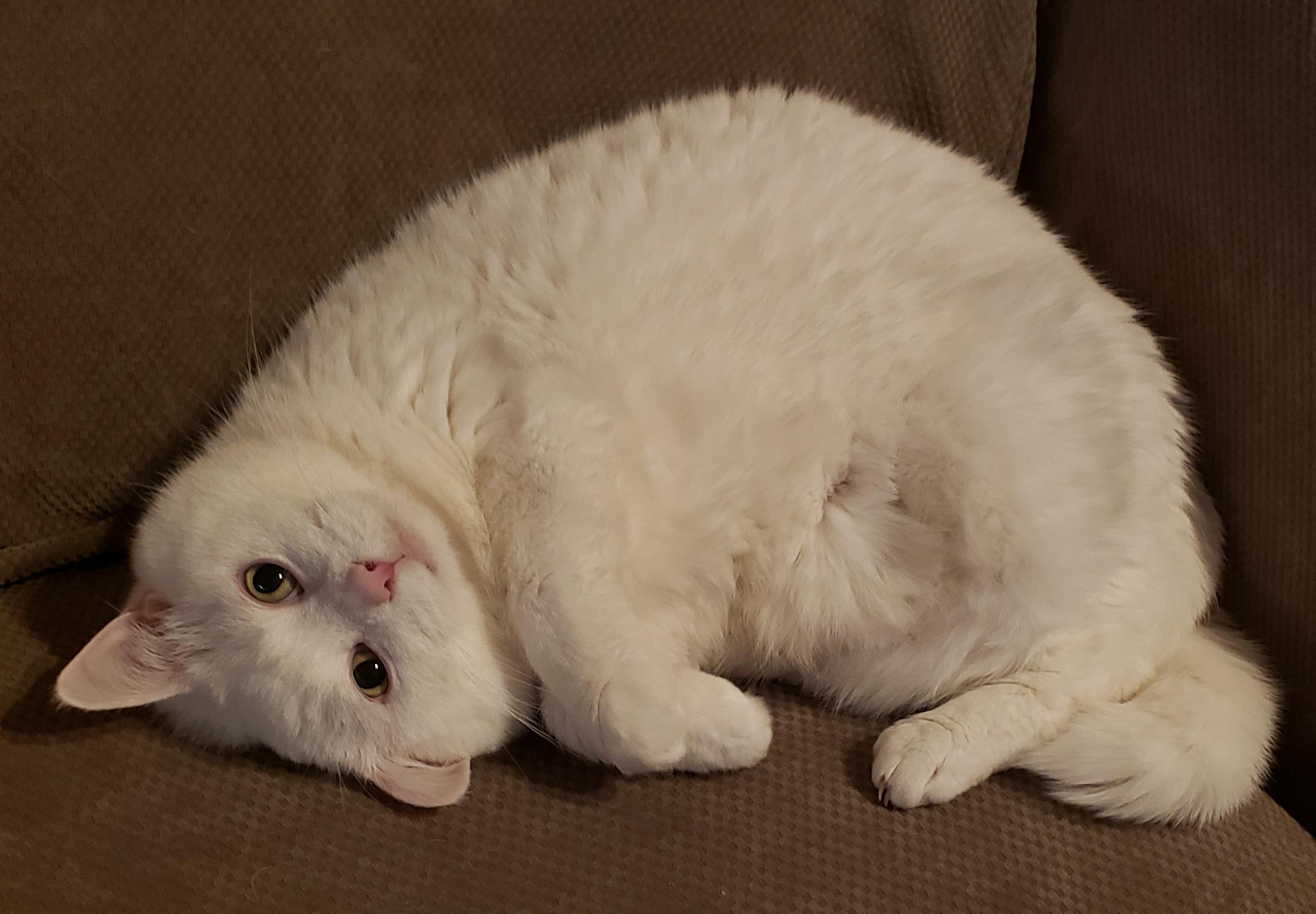 Polly Ptuesday Scrolller