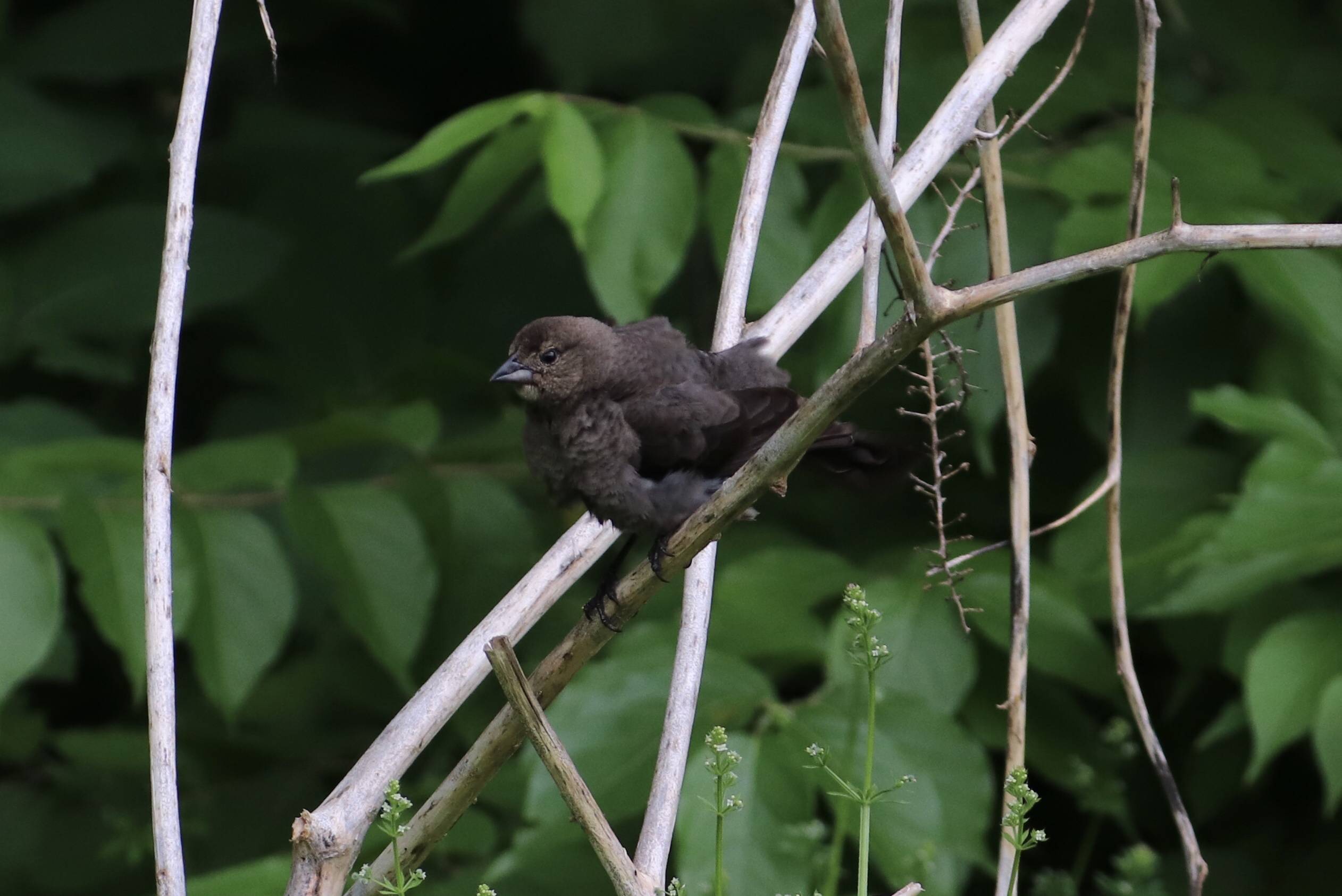 Poofy borb | Scrolller