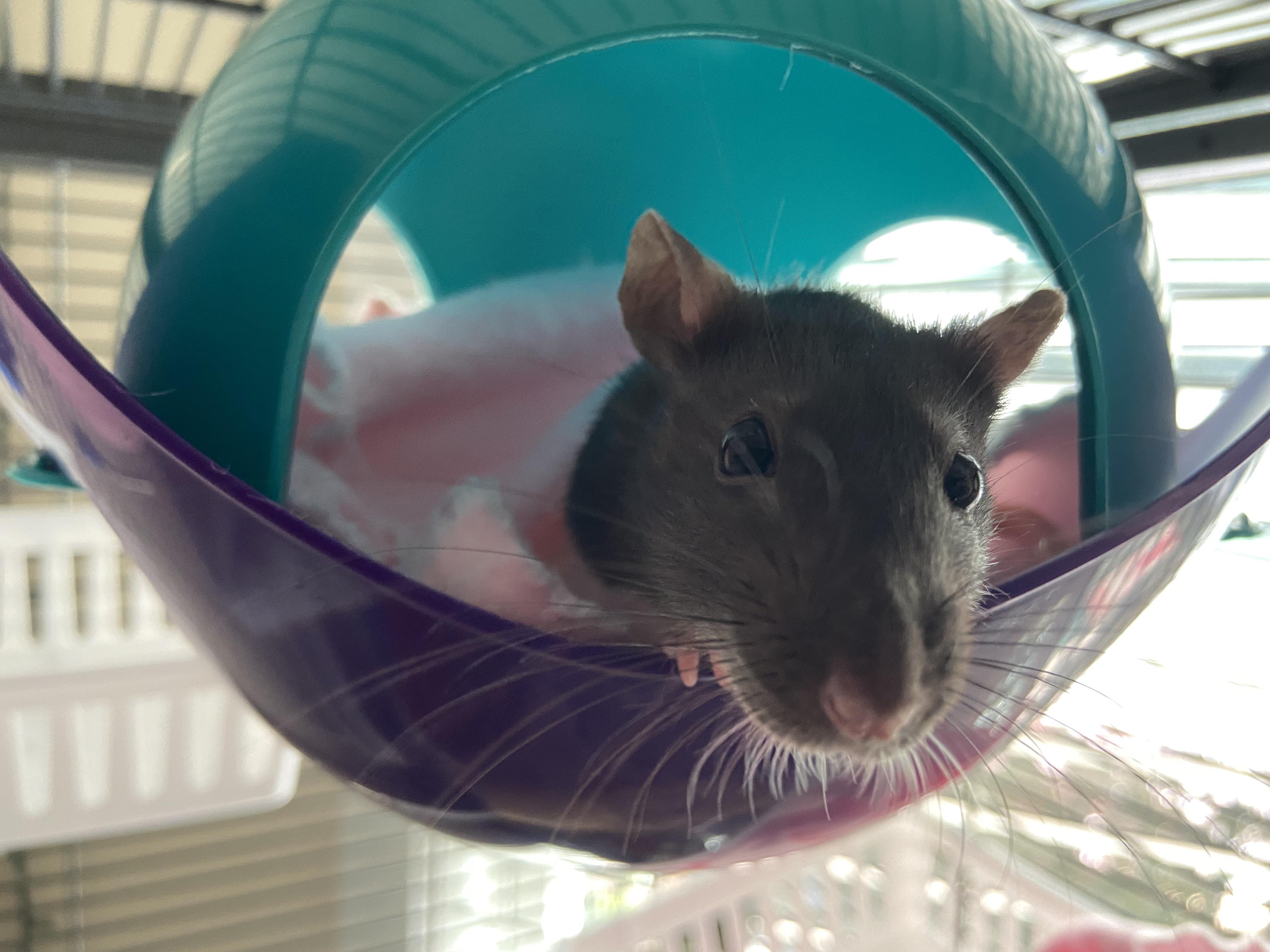Pooh Bear saying good afternoon from her Sputnik. | Scrolller