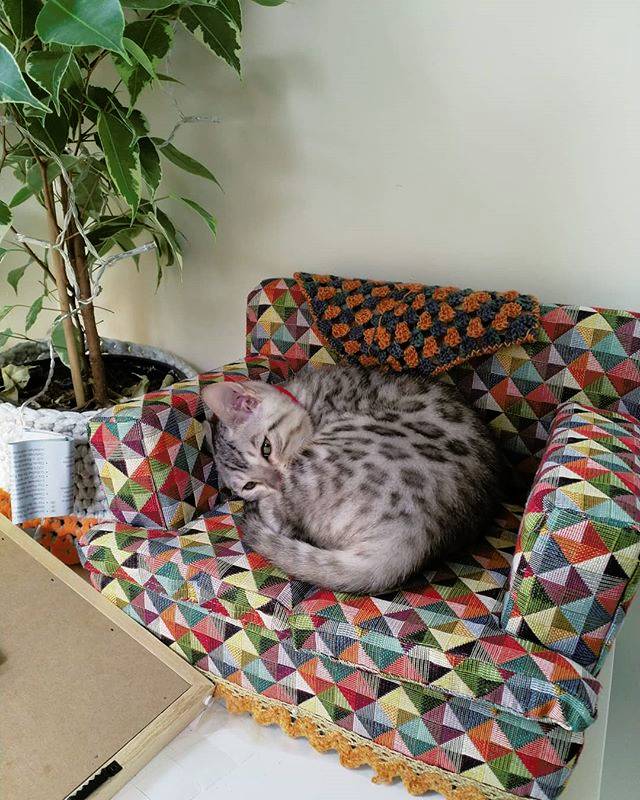 Pookas the cat sulking on her personal sofa | Scrolller