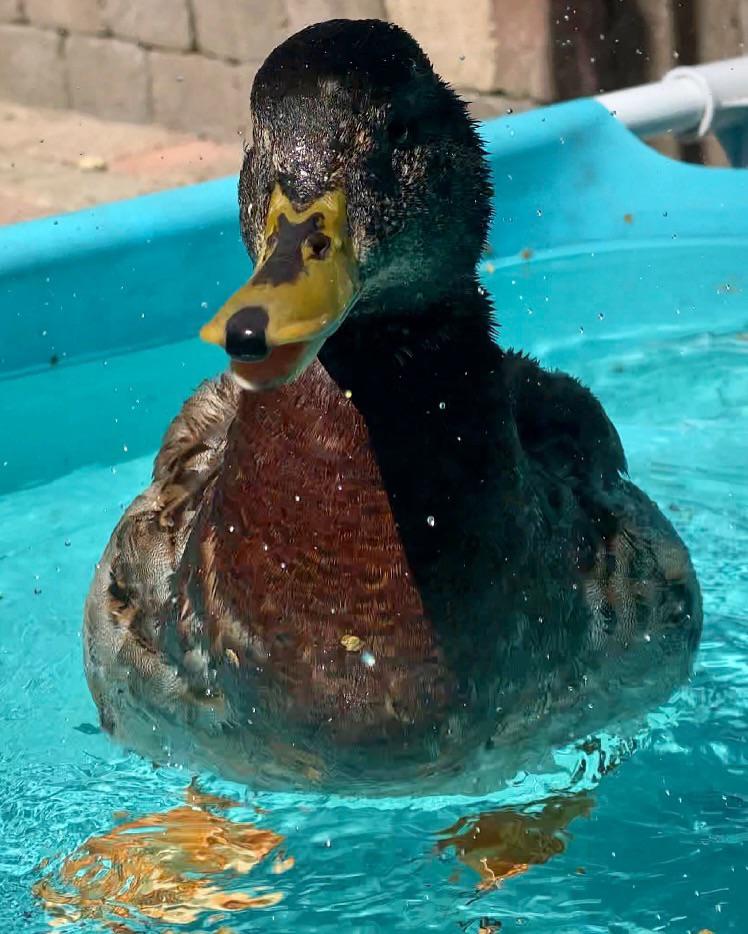 Pooltime! | Scrolller