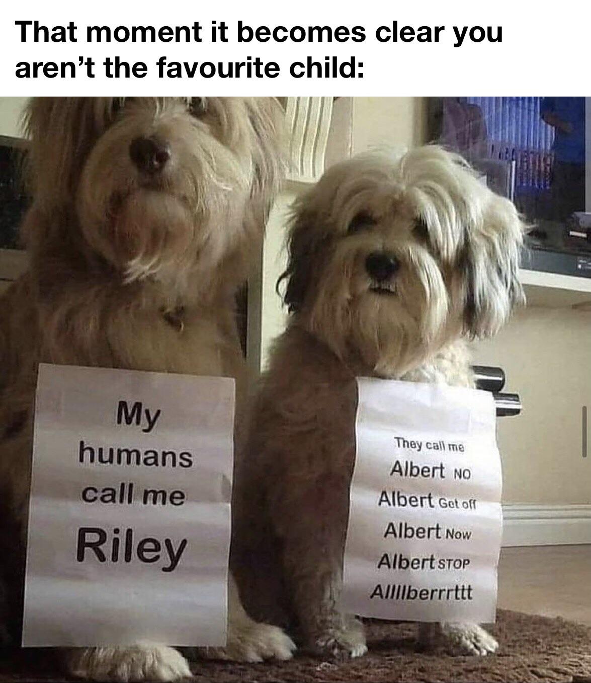 Poor Alberrrrrtttt!!!! | Scrolller