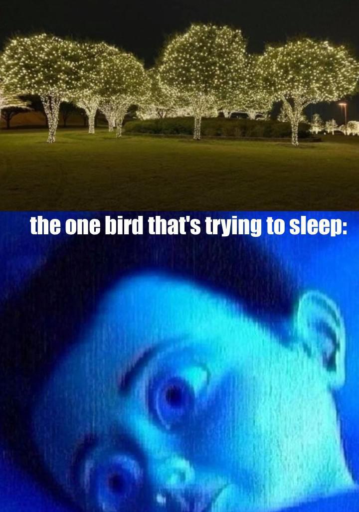 Poor bird | Scrolller